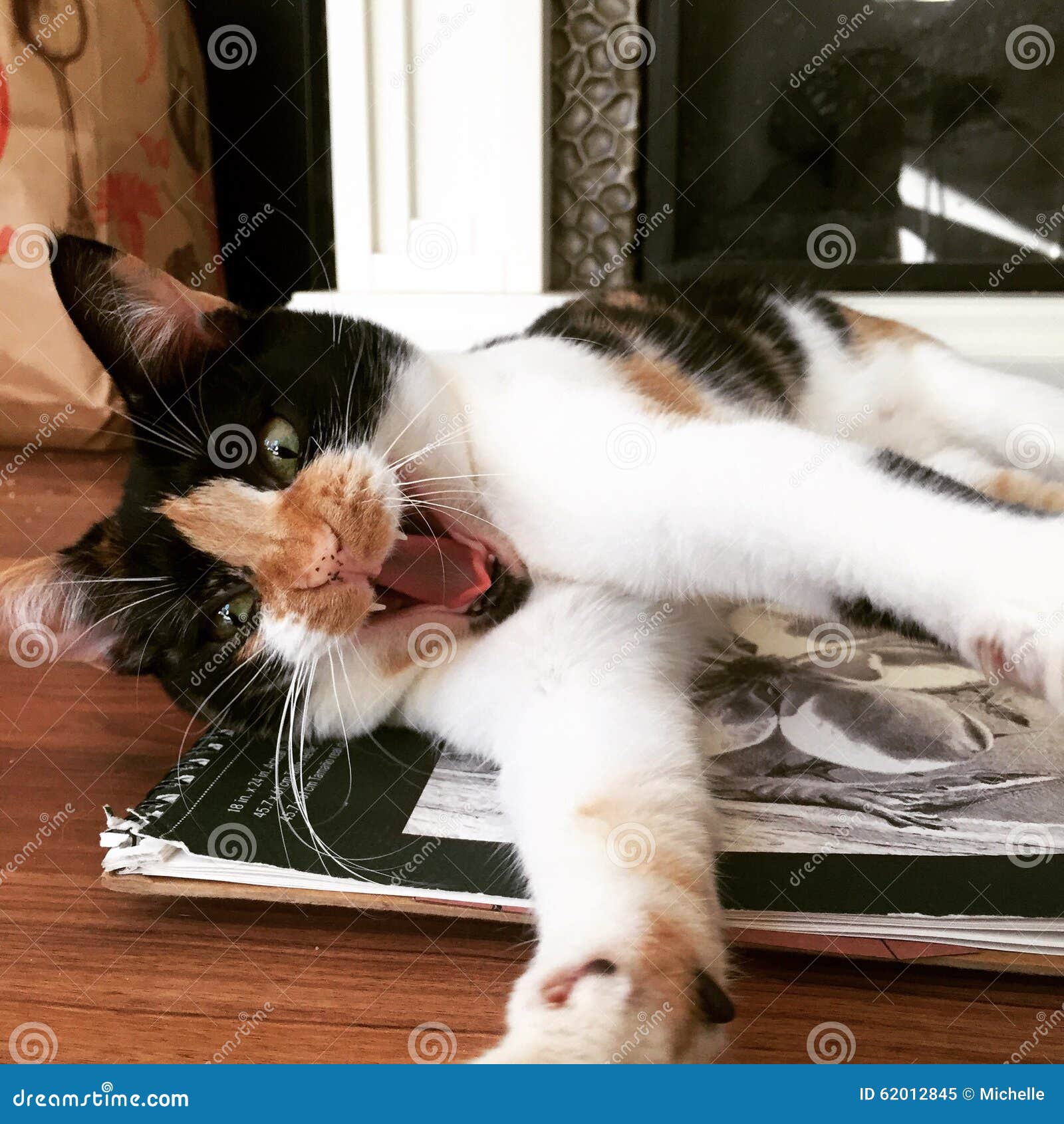 Mighty cat stock image. Image of kitten, roar, kitty - 62012845