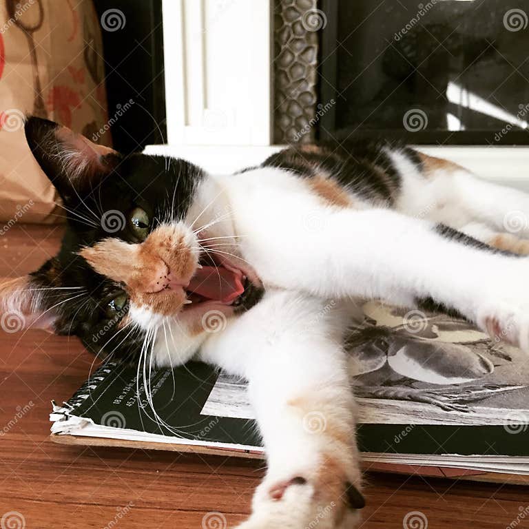 Mighty cat stock image. Image of kitten, roar, kitty - 62012845