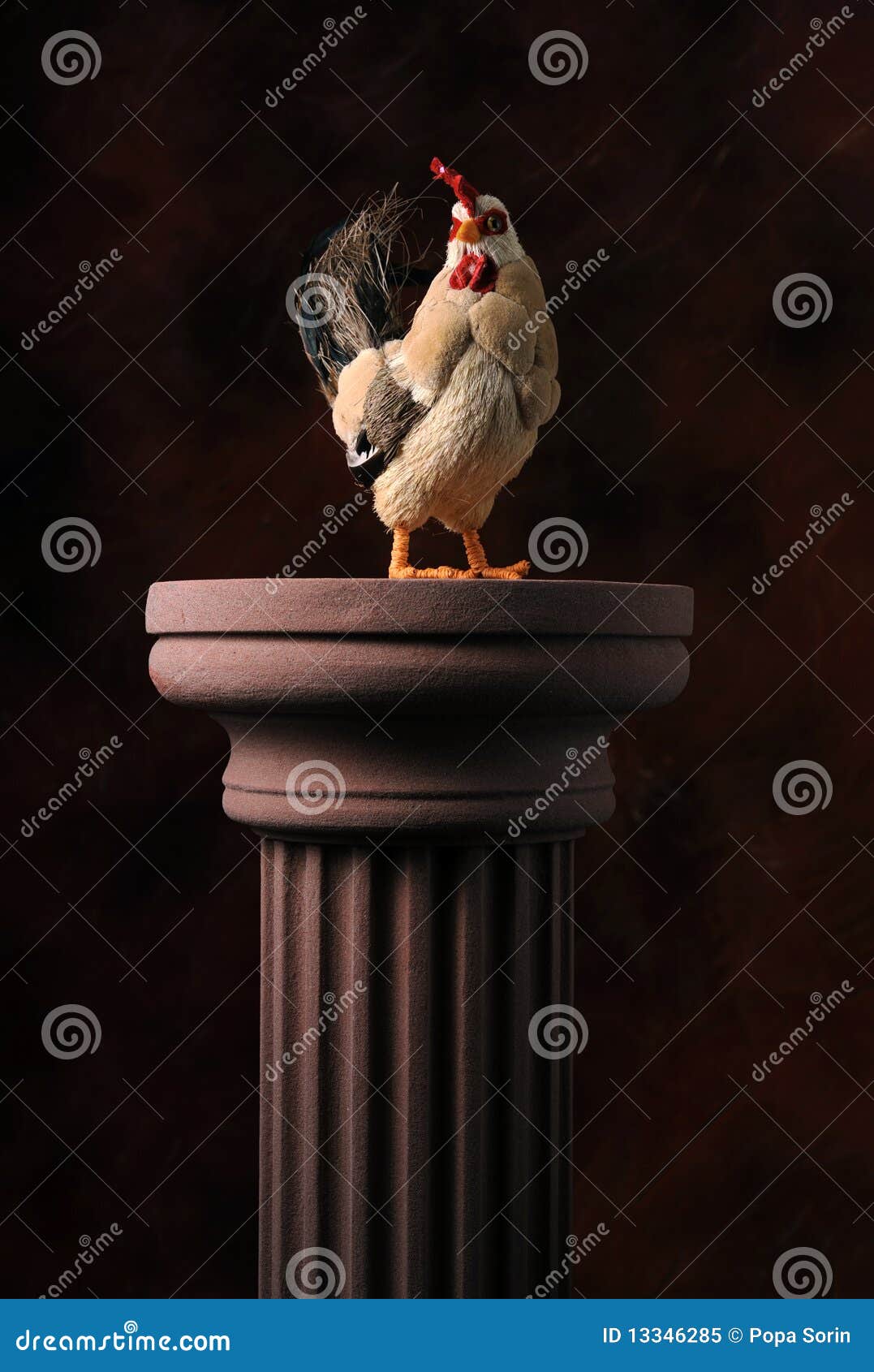 The Mighty Chicken stock image. Image of close, plume - 13346285