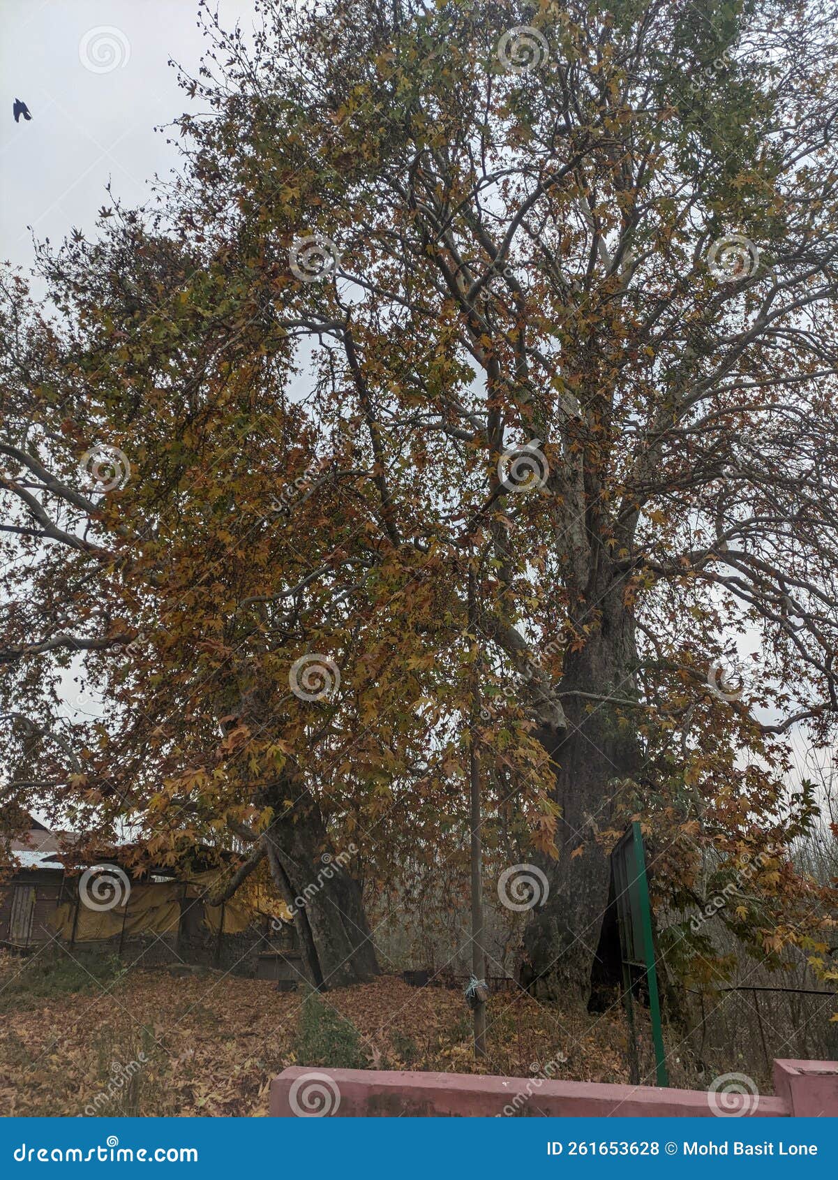 Mighty Chinar Tree in a Cloudy Autumn. Stock Photo - Image of branch ...