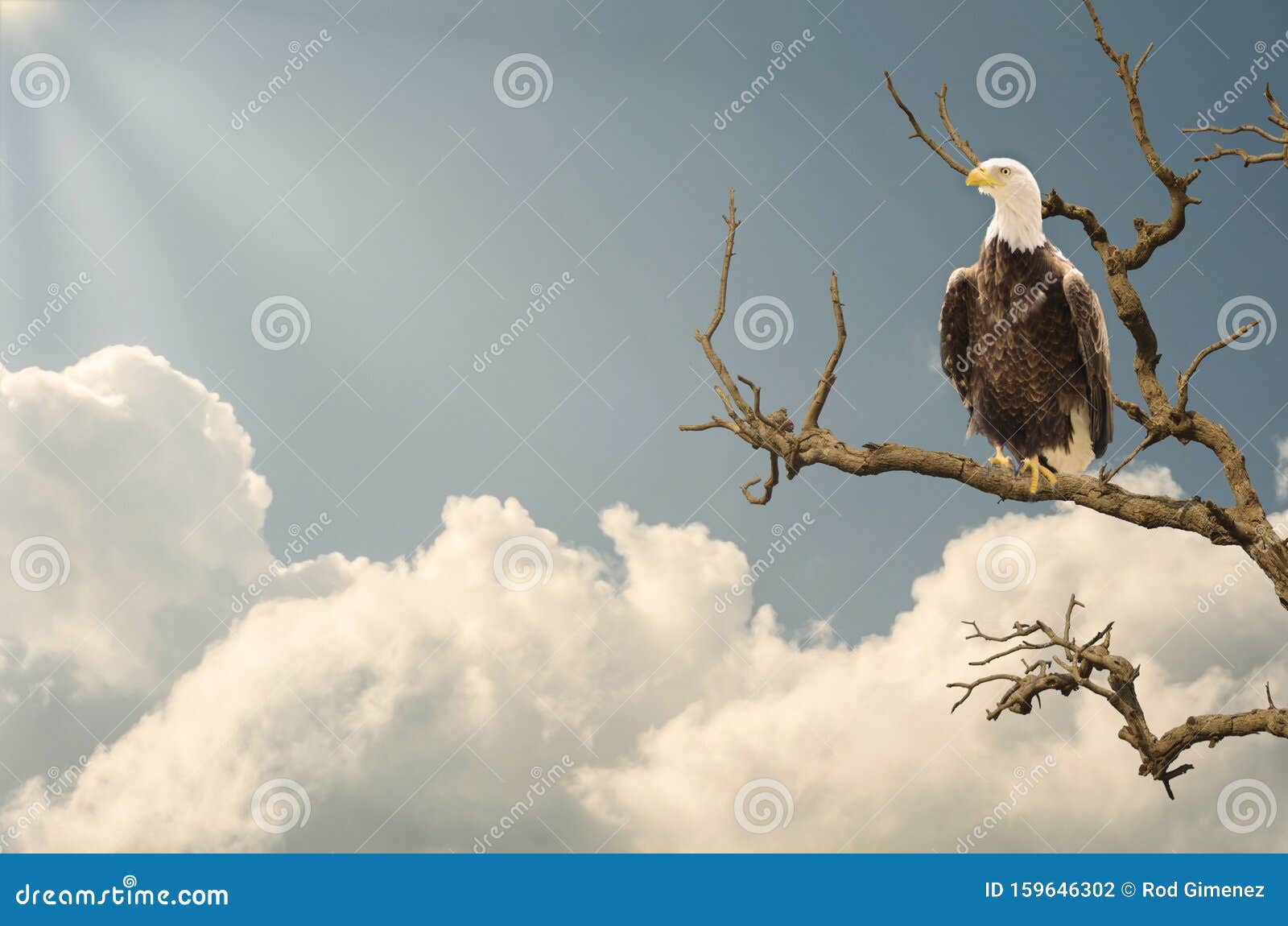 The Mighty Eagle Closeup on Tree Branch Getting Ready To Fly Stock ...