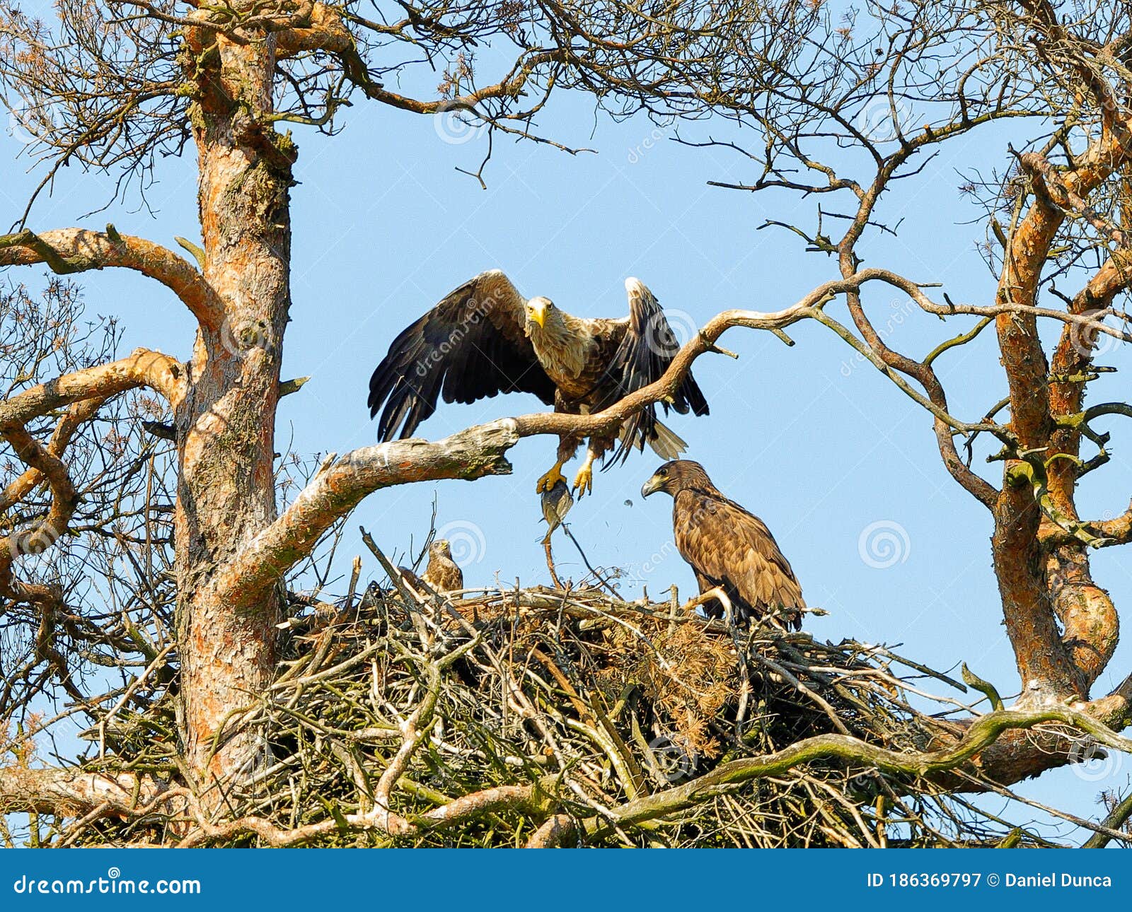 Mighty Eagle Flying High In The Beautiful Blue Cloudy Sky Showing Its ...