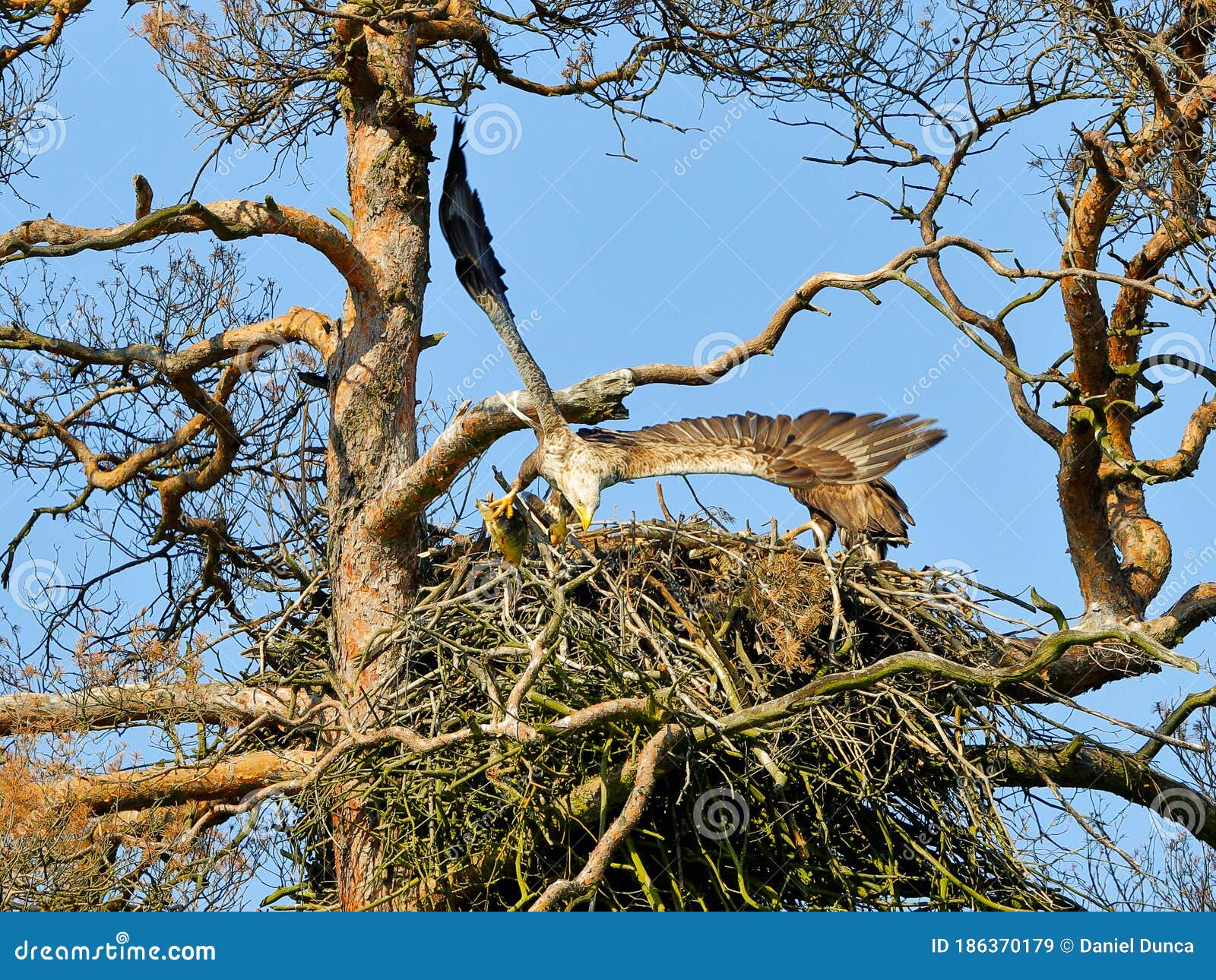 Mighty Eagle Flying High In The Beautiful Blue Cloudy Sky Showing Its ...