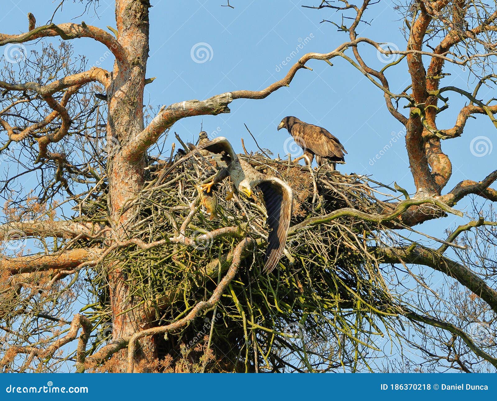 Mighty Eagle Flying High In The Beautiful Blue Cloudy Sky Showing Its ...