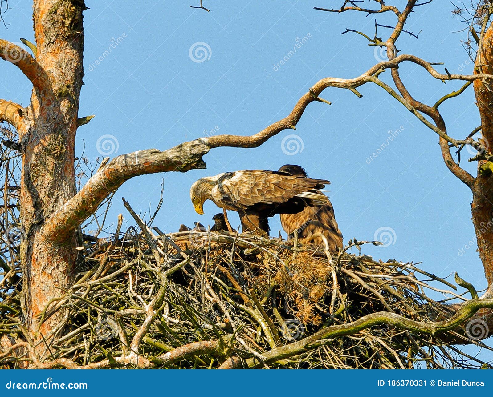 Mighty Eagle Flying High In The Beautiful Blue Cloudy Sky Showing Its ...
