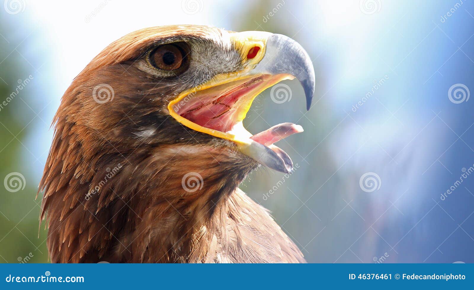 Mighty Eagle with Its Beak Open Stock Image - Image of wide, beak: 46376461