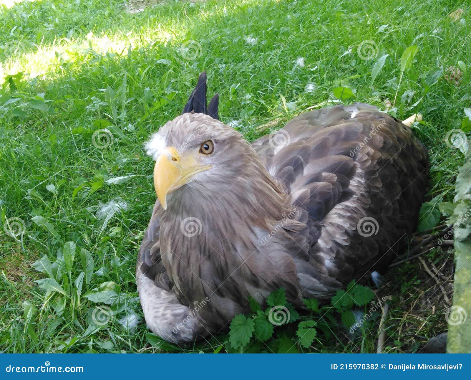 Mighty Eagle Flying High In The Beautiful Blue Cloudy Sky Showing Its ...