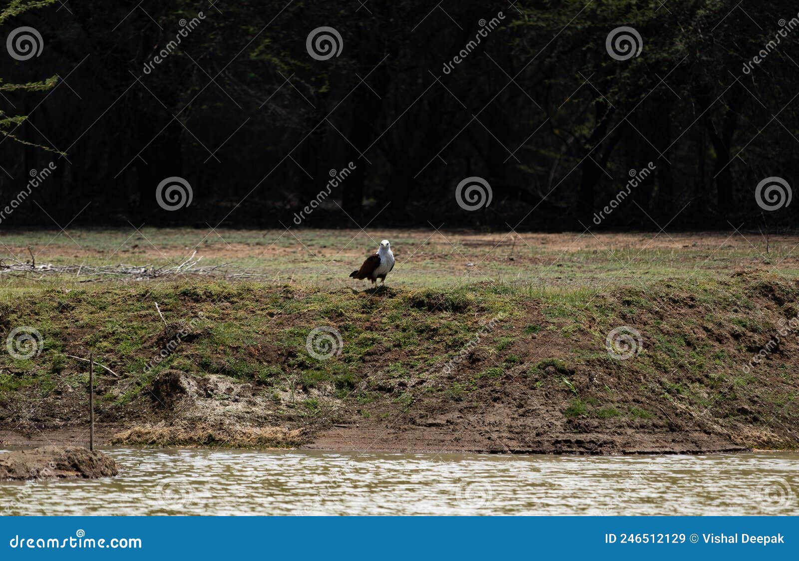 Mighty Eagle Flying High In The Beautiful Blue Cloudy Sky Showing Its ...