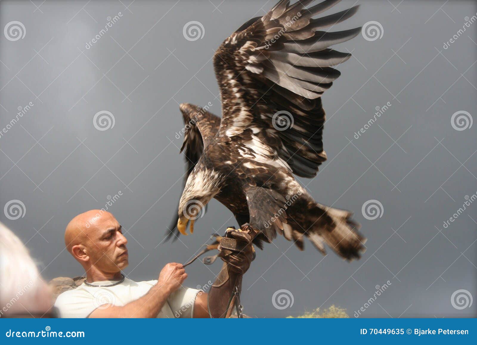 The Mighty eagle editorial image. Image of bird, show - 70449635