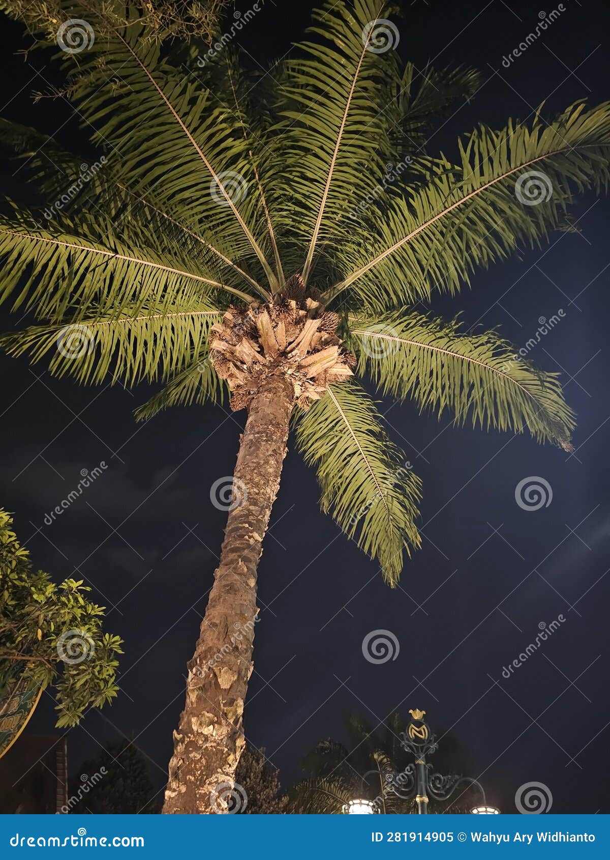 The Mighty Figure of a Coconut Tree Stock Image - Image of branch, leaf ...