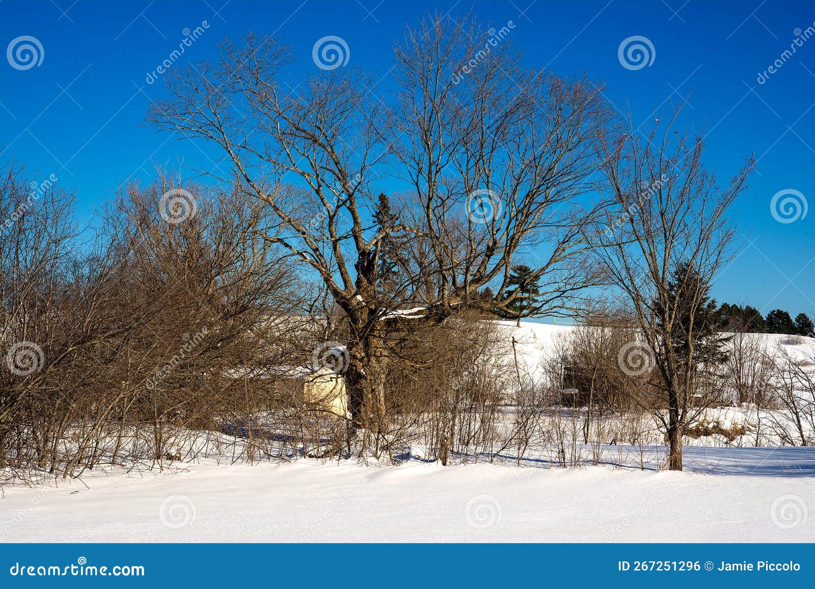 Mighty maple in winter stock photo. Image of frost, tree - 267251296