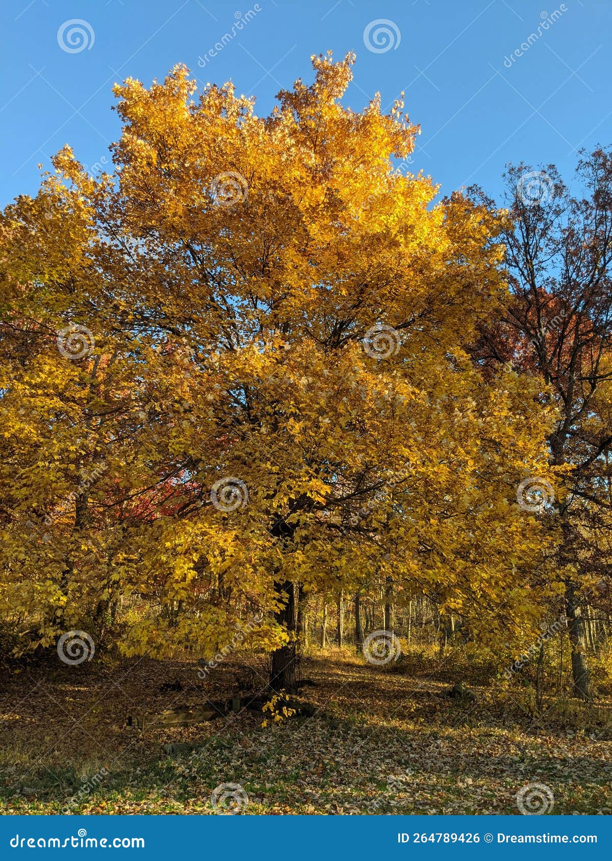 Mighty maples glowing stock photo. Image of yellow, deciduous - 264789426