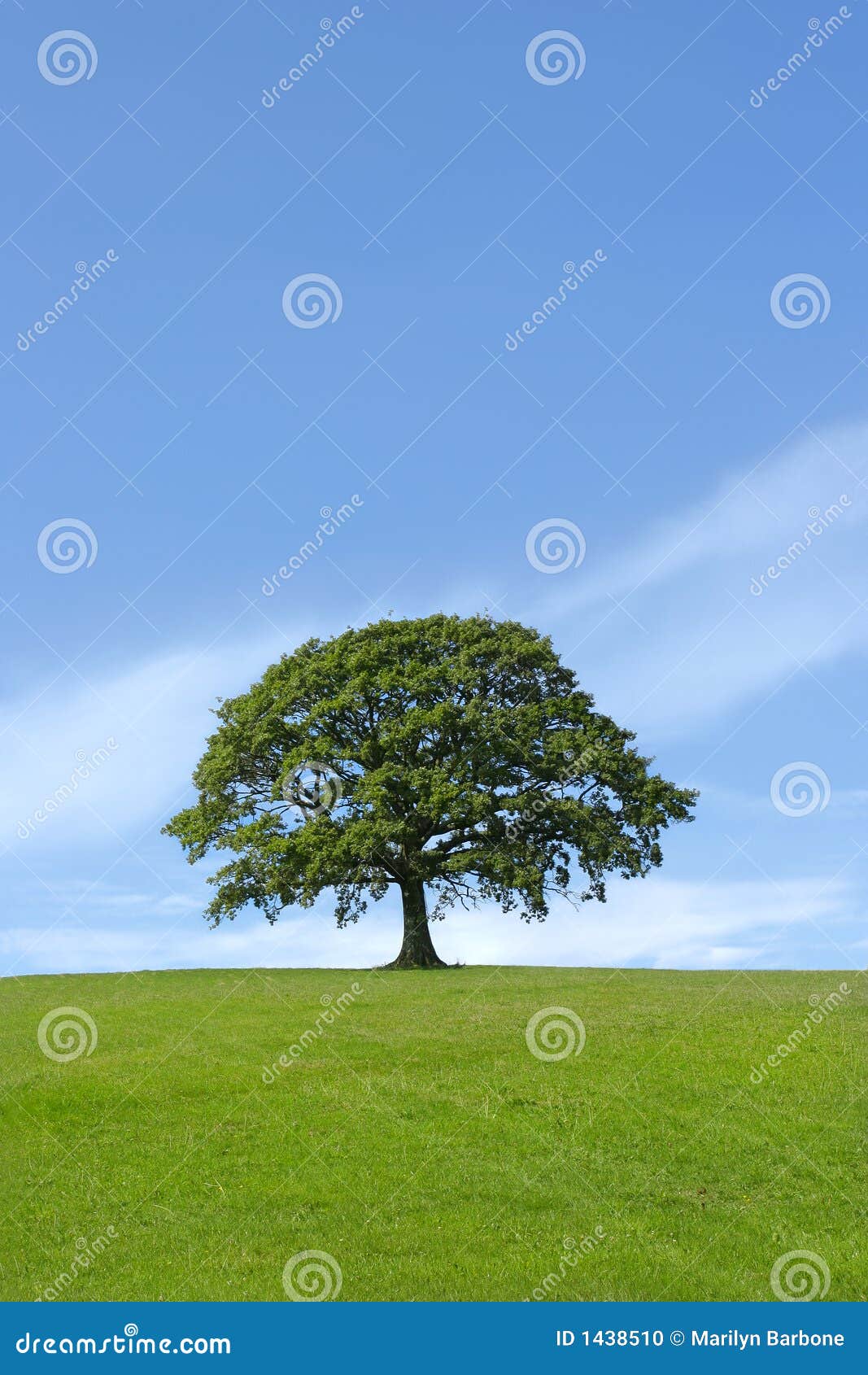 The Mighty Oak stock photo. Image of blue, grass, acorns - 1438510