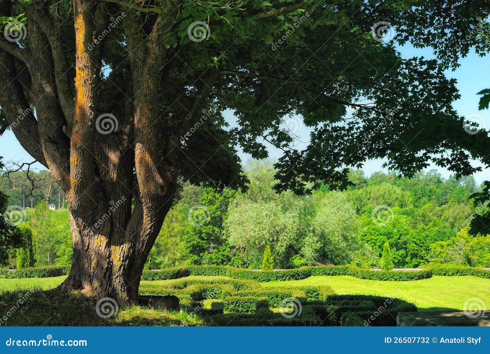 Mighty Oak stock photo. Image of tree, countryside, leafy - 26507732