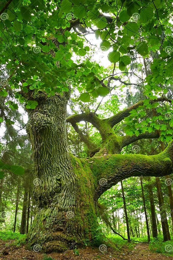 Mighty oak. stock image. Image of vertical, green, environment - 3411981