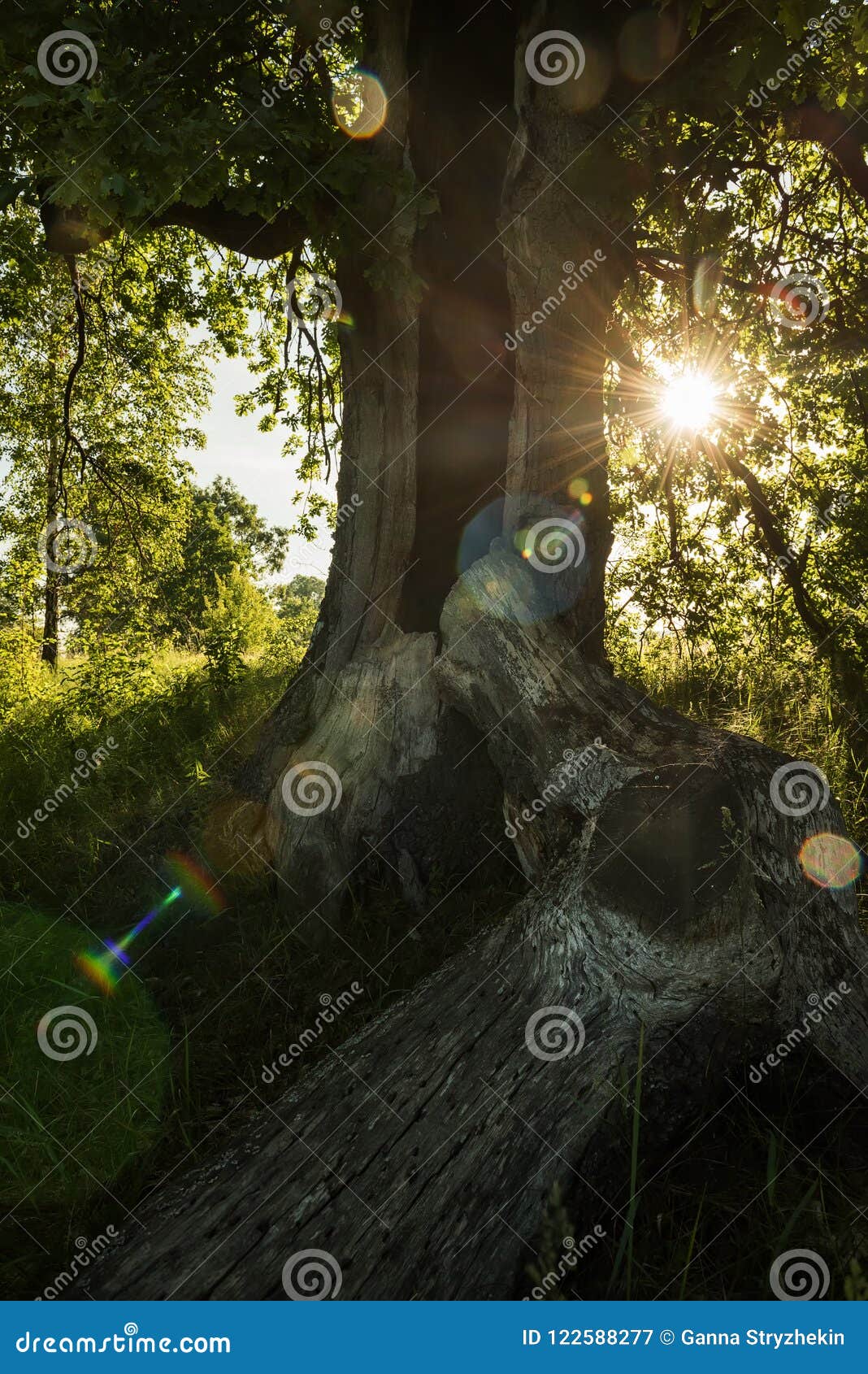 Mighty Oak after a Lightning Strike Torn To Pieces. the Rays of the Sun ...