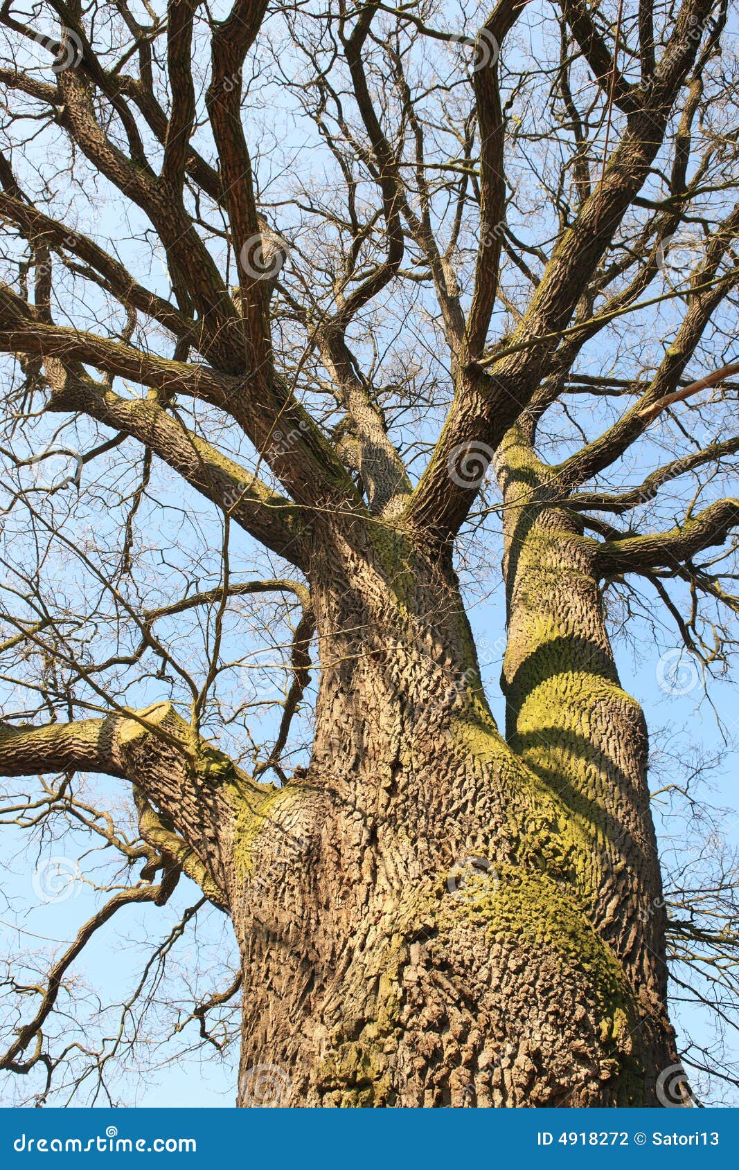 Mighty oak tree stock photo. Image of spring, branch, ancient - 4918272