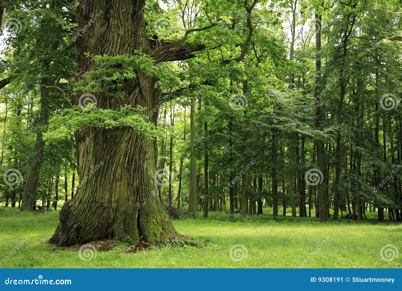 Mighty Oak Tree stock image. Image of landscape, environment - 9308191