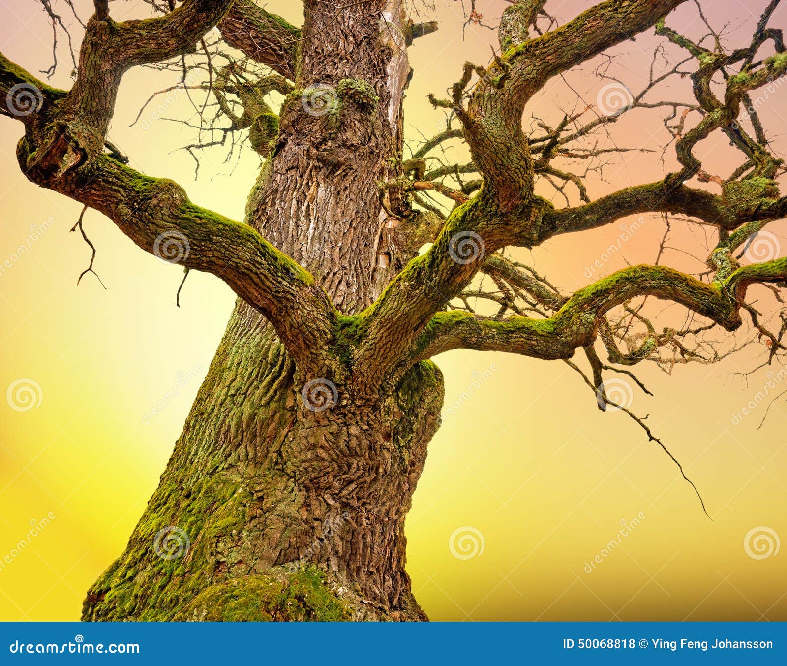 Mighty oak tree stock photo. Image of forest, ancient - 50068818
