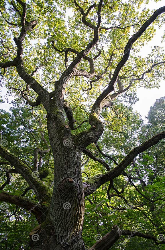The mighty oak tree stock photo. Image of symbol, mighty - 44787876