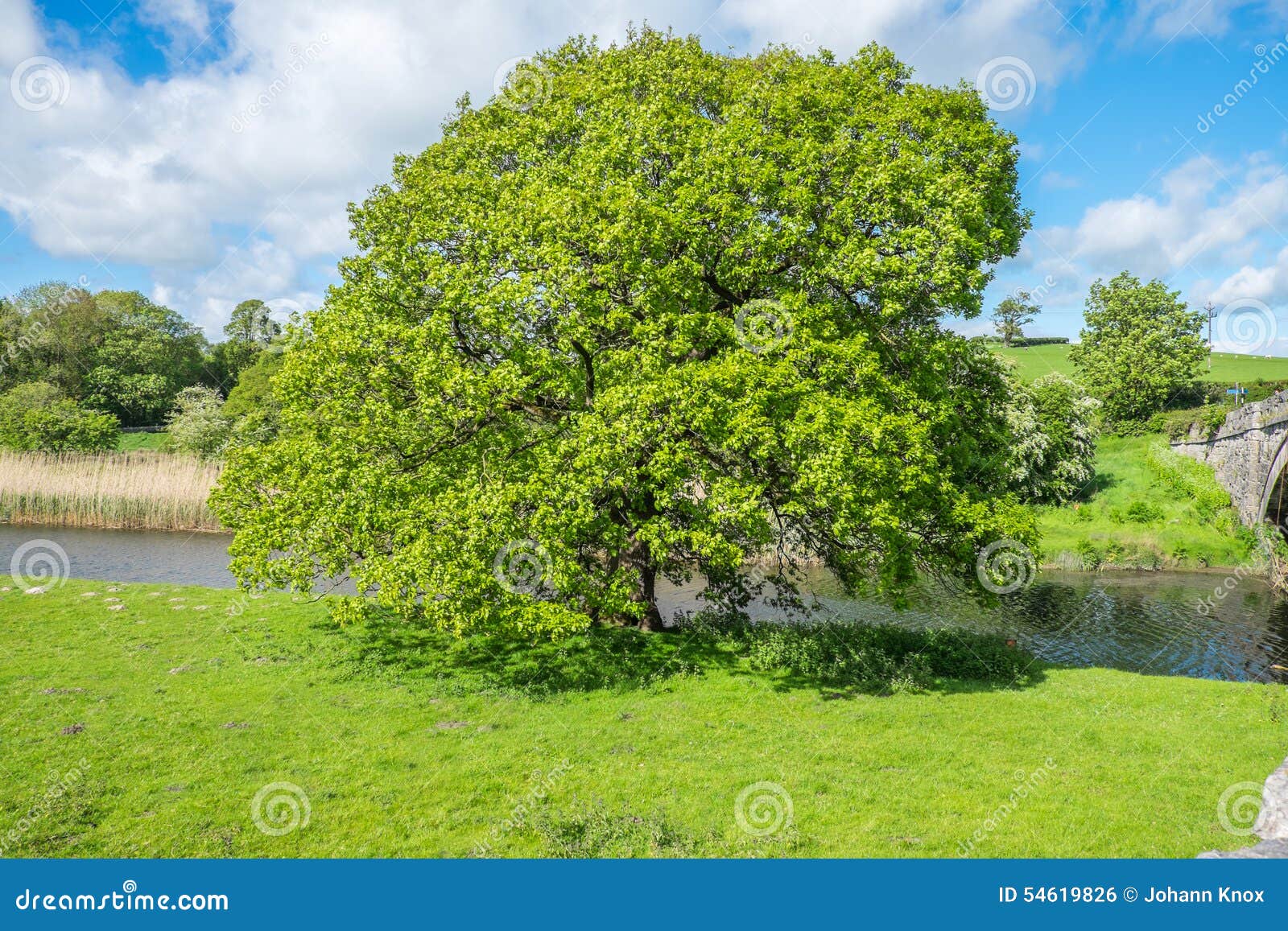 Mighty Oak tree stock photo. Image of color, countryside - 54619826