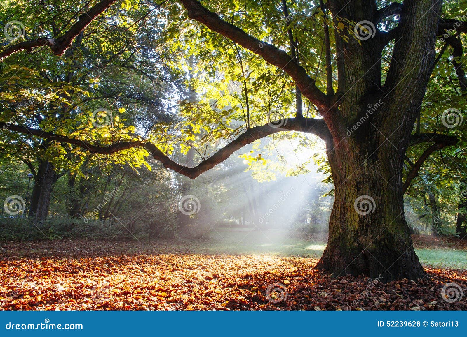Mighty oak tree stock photo. Image of nature, leaf, beauty - 52239628