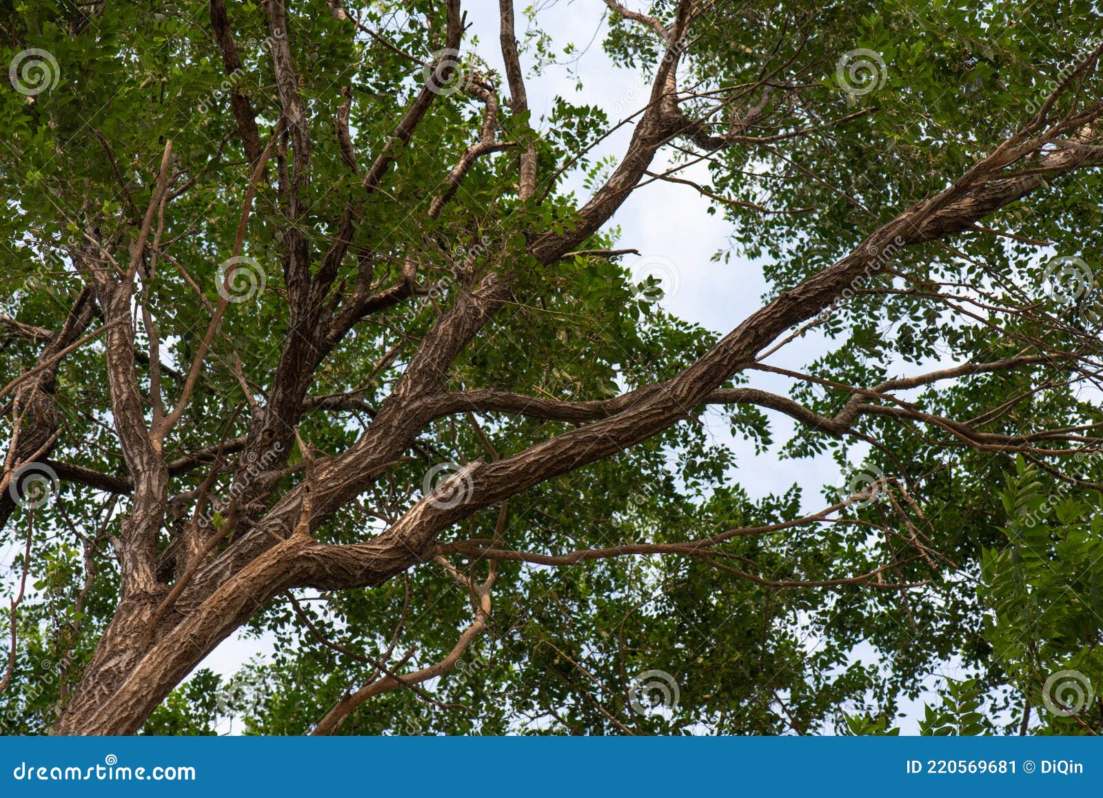 Mighty Old Tall Tree Branches and Leaves Under Sky Stock Image - Image ...