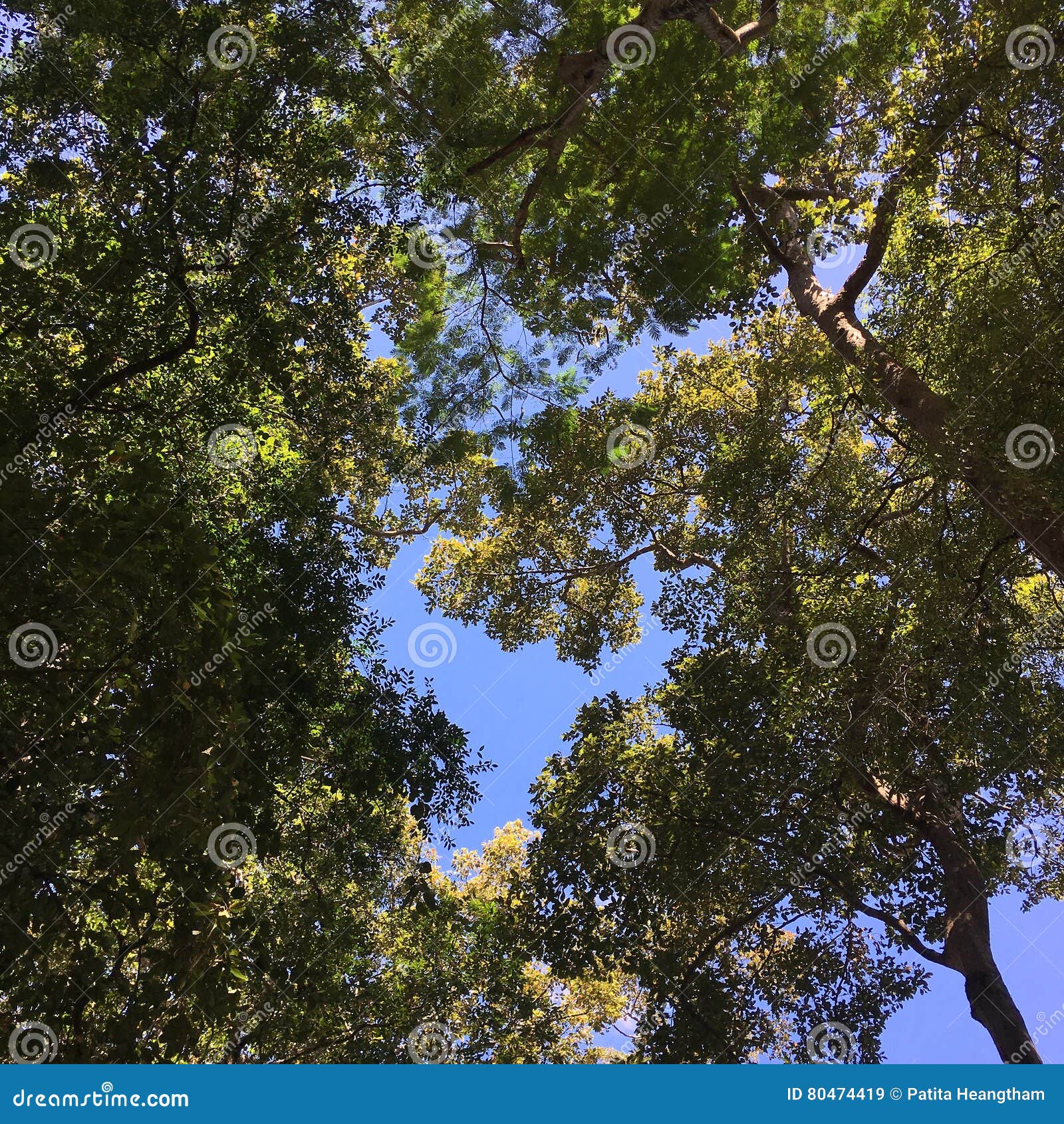 Mighty Old Tree with Green Spring Leaves Stock Image - Image of spring ...