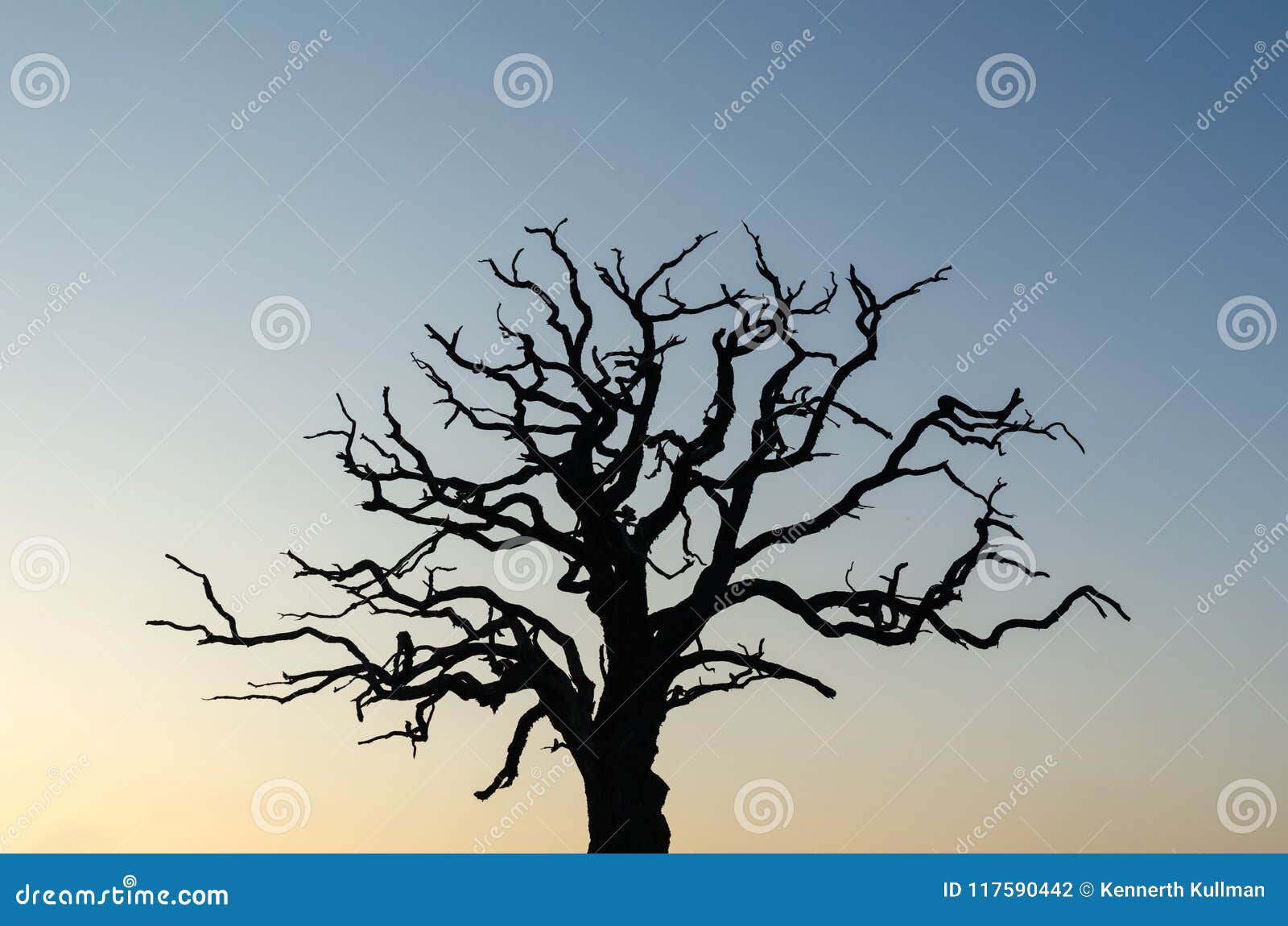 Mighty old tree silhouette stock photo. Image of evening - 117590442