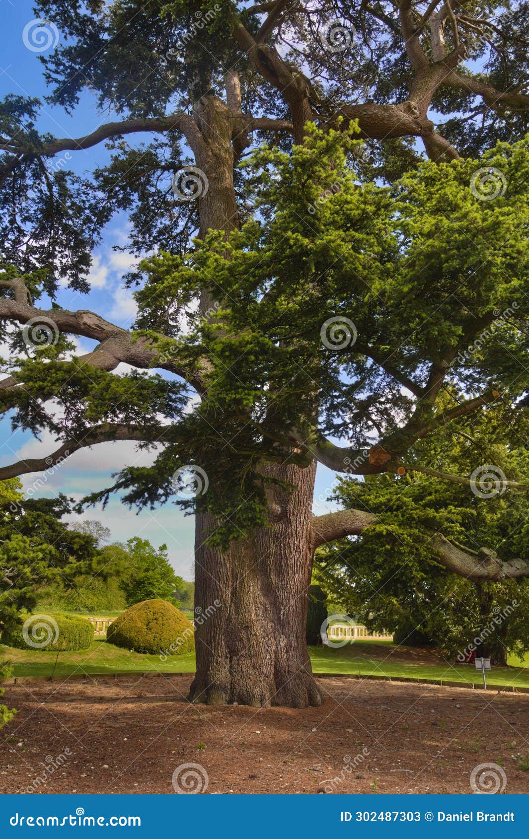 Massive Pine Tree - Sudeley Castle- Gloucestershire - England Stock ...