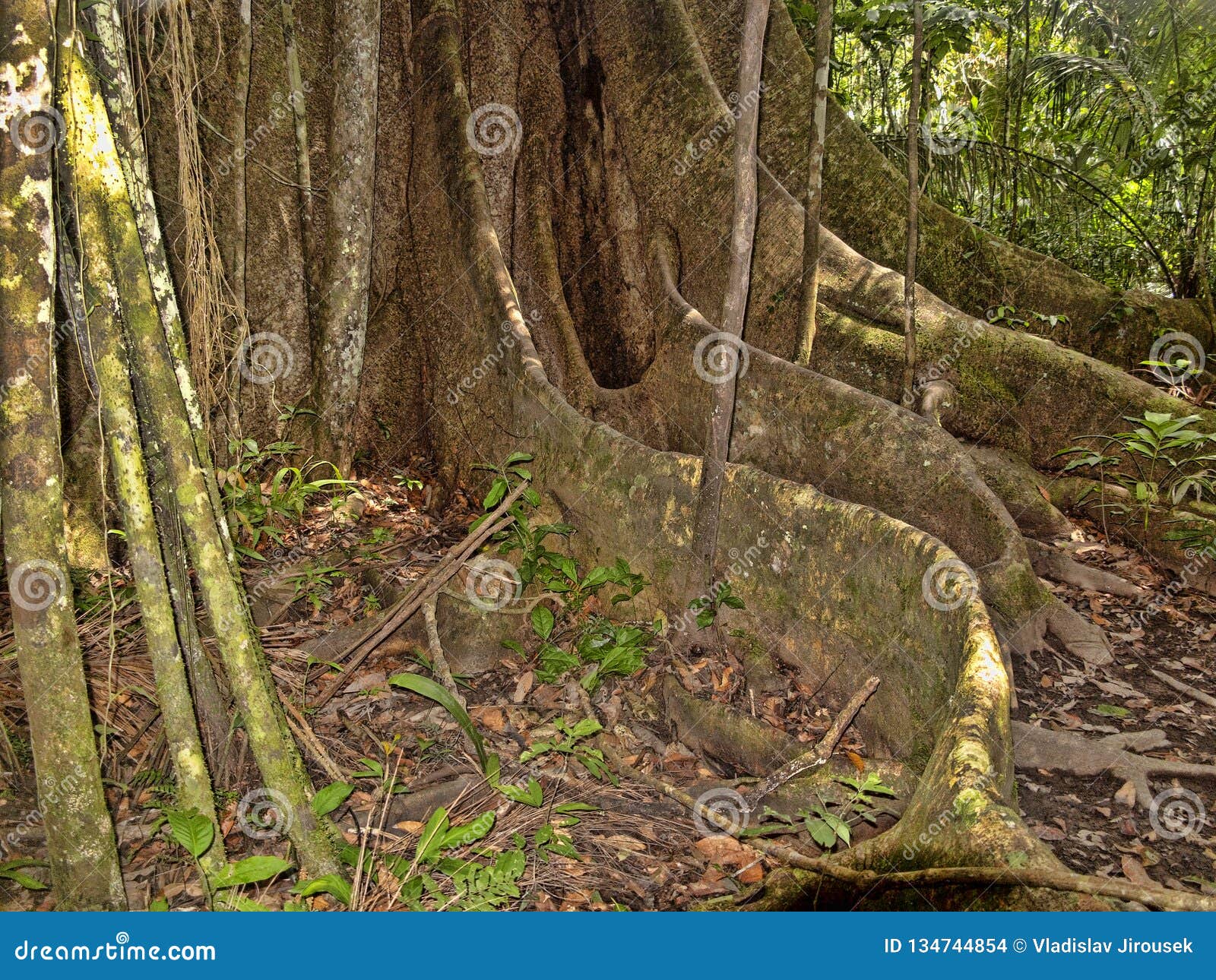 Mighty Plate-like Roots of Forest Trees, Amazon, Peru Stock Photo ...