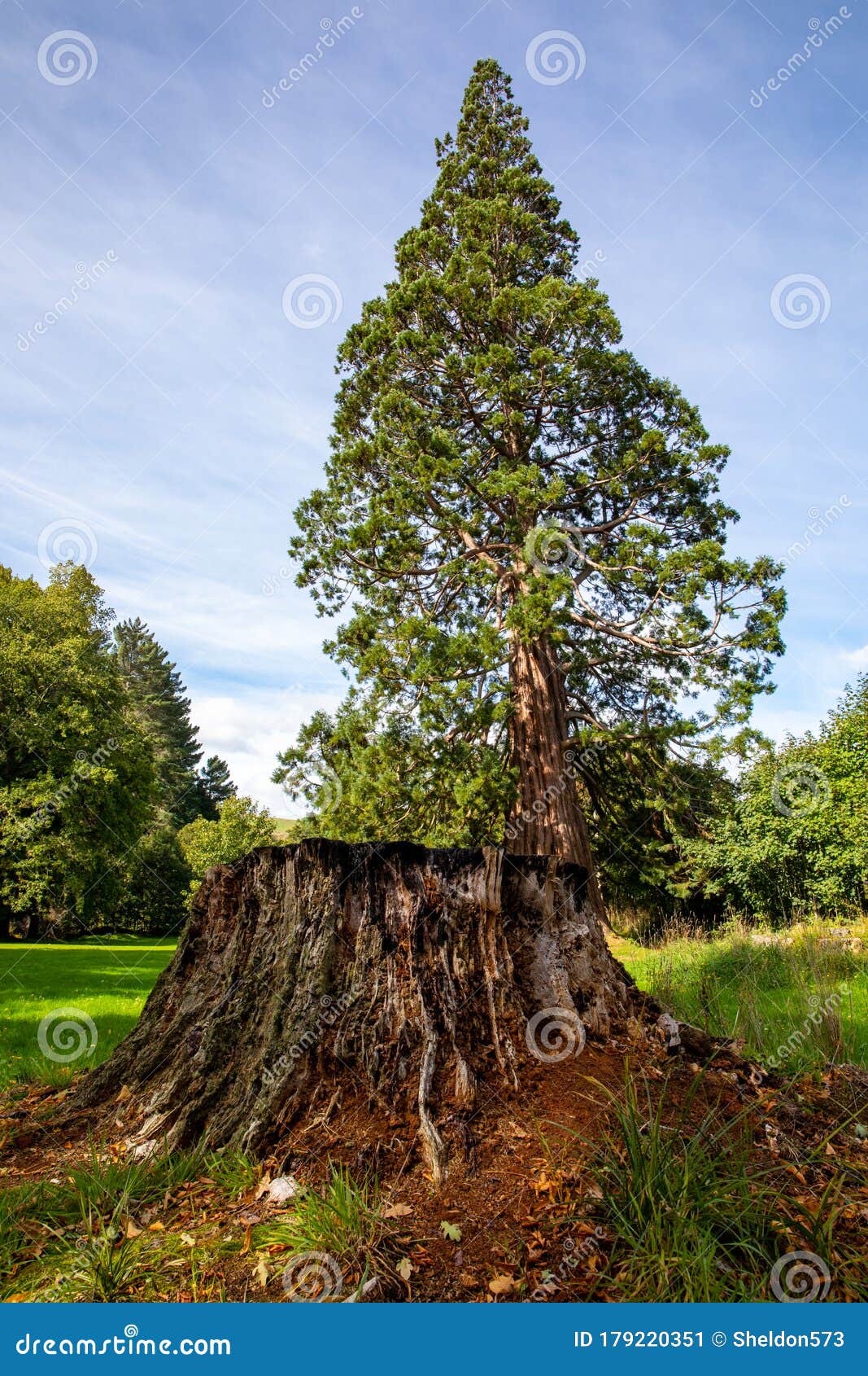 A Mighty Proud Redwood Stands Stock Image - Image of stump, giant ...