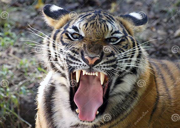 Mighty Roar stock image. Image of alpha, brown, front - 13495583