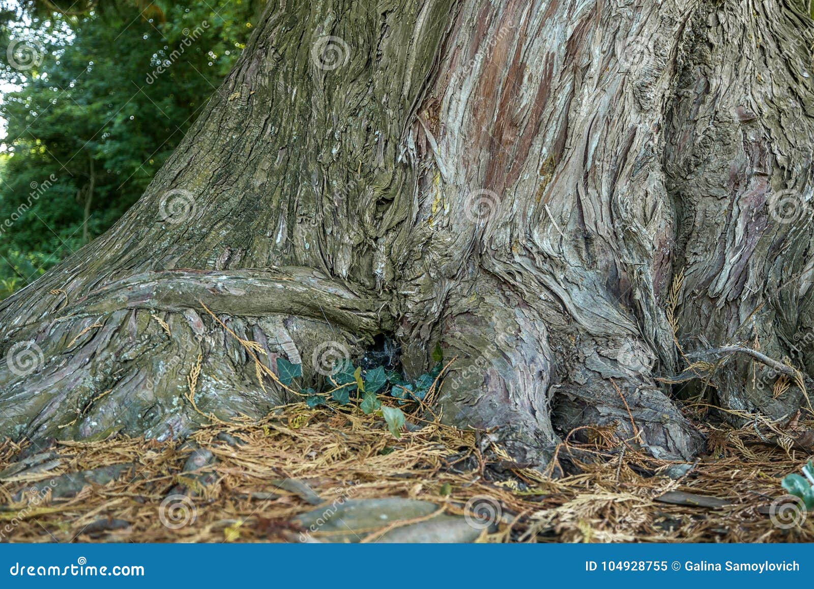 Mighty Roots of a Large Tree Stock Image - Image of roots, warm: 104928755