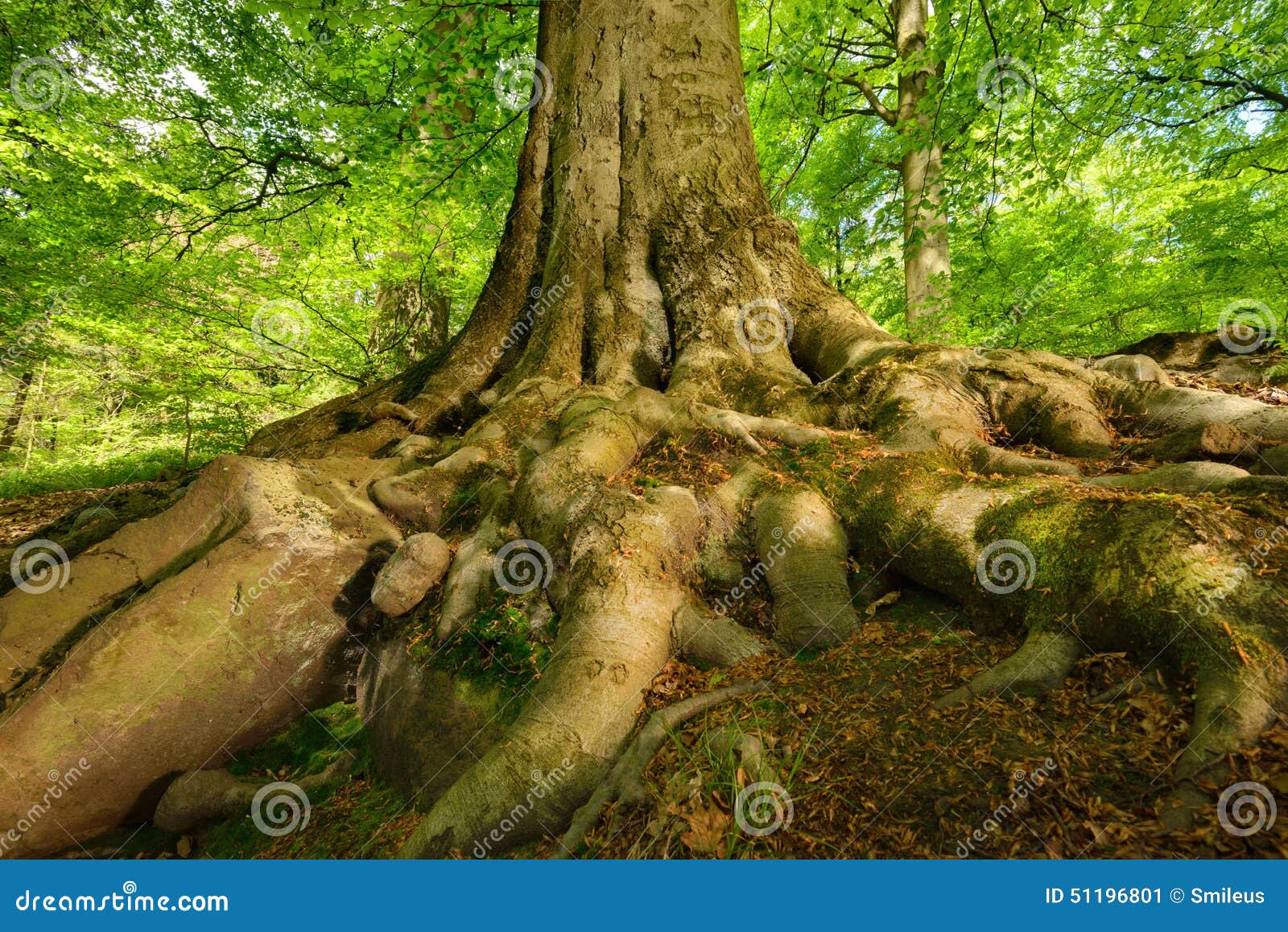 Mighty Roots Of A Majestic Beech Tree Stock Image | CartoonDealer.com ...