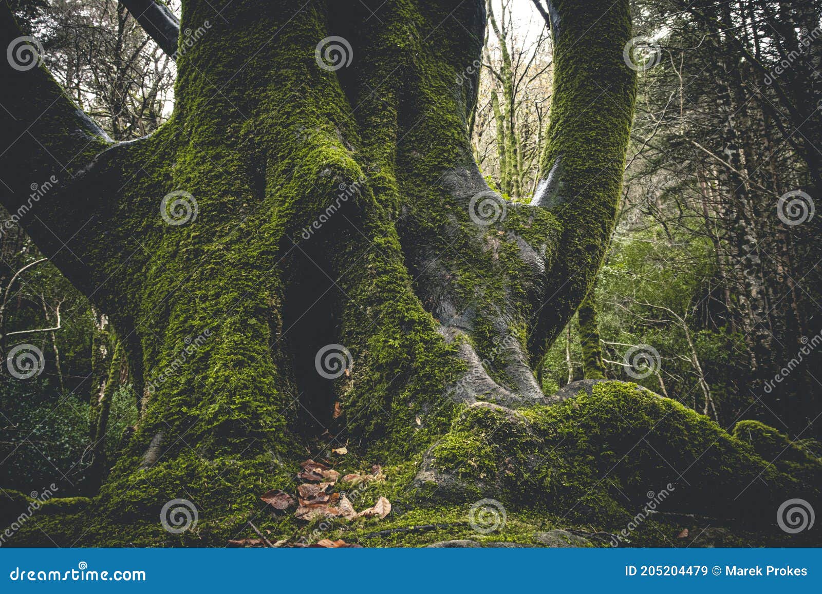 Mighty Roots of a Majestic Old Beech Tree in a Deciduous Forest with ...