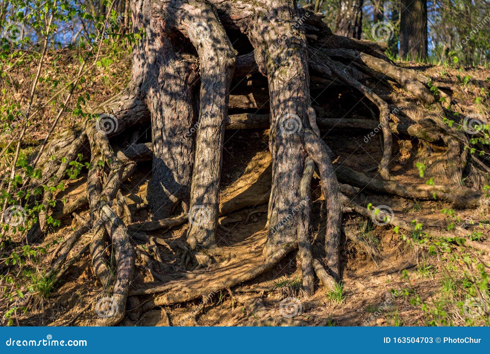 The Mighty Roots of an Old Pine Tree on a Slope Stock Image - Image of ...