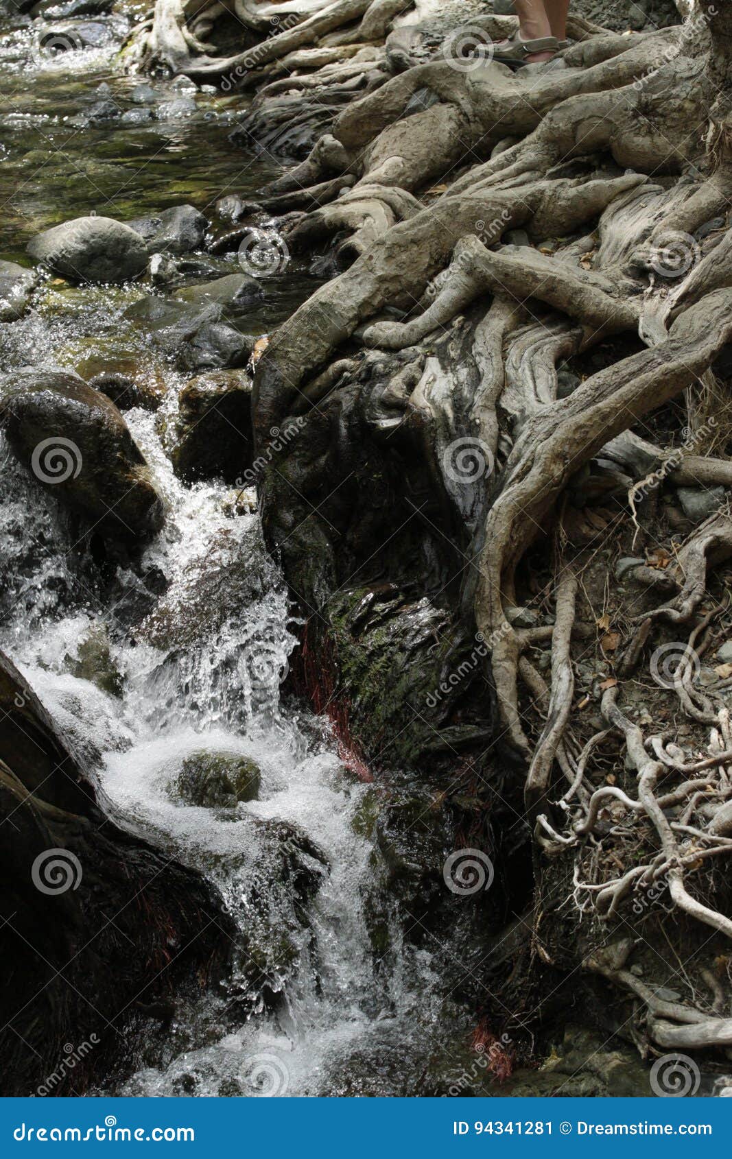 Mighty roots of trees stock image. Image of rest, grace - 94341281