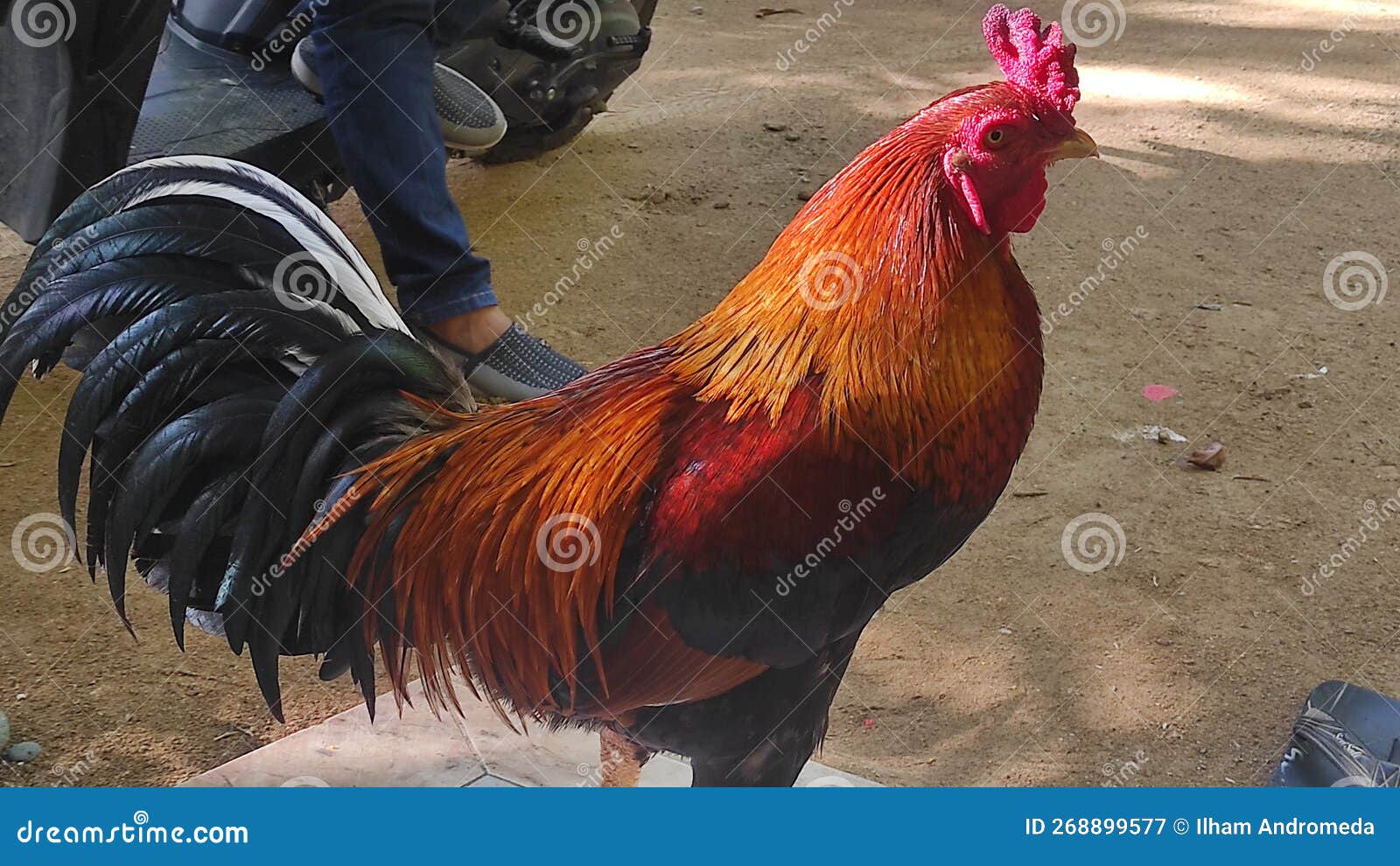 Roster Duck Stock Photos - Free & Royalty-Free Stock Photos from Dreamstime