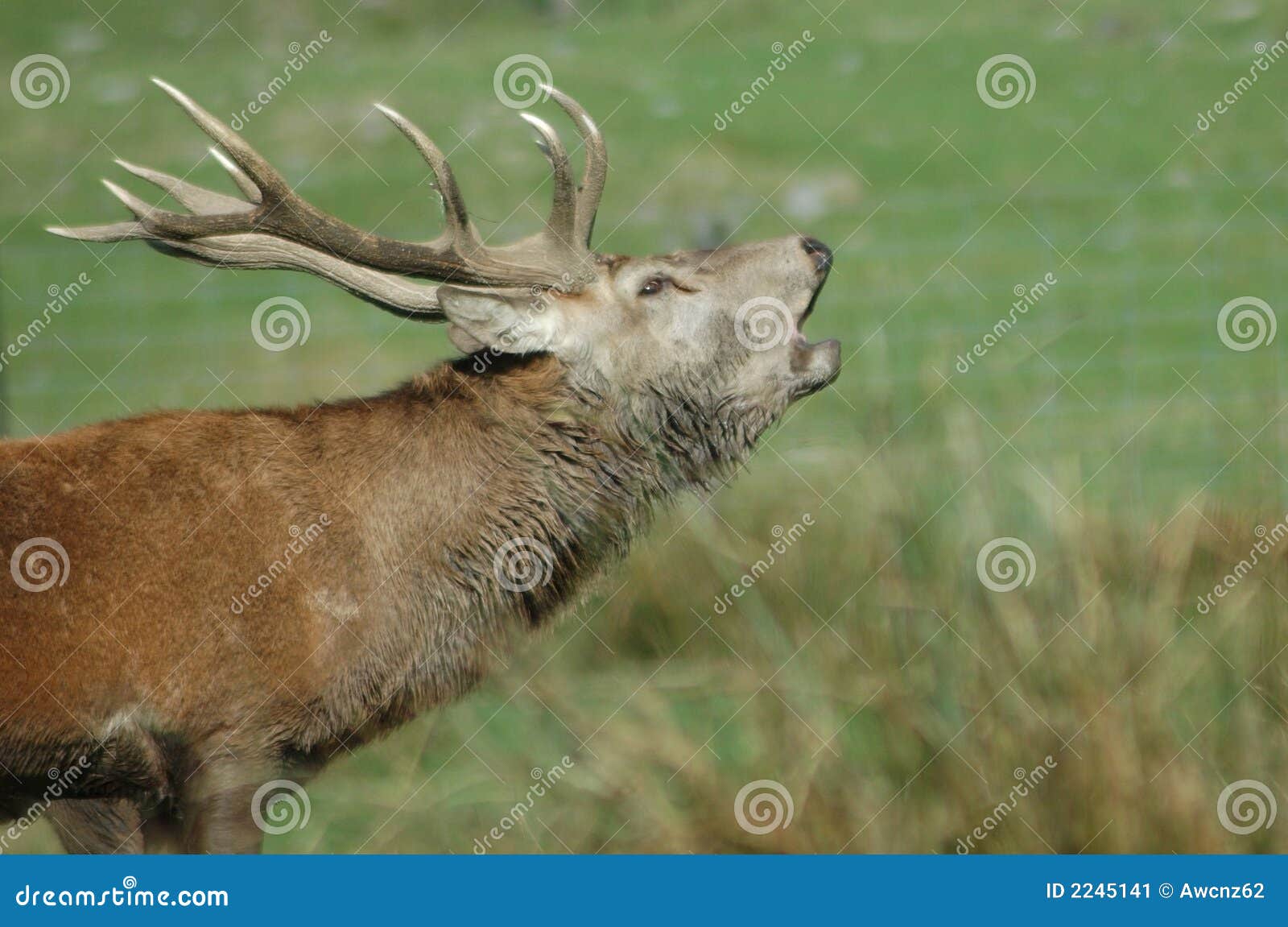 Mighty stag stock image. Image of points, roaring, hunters - 2245141