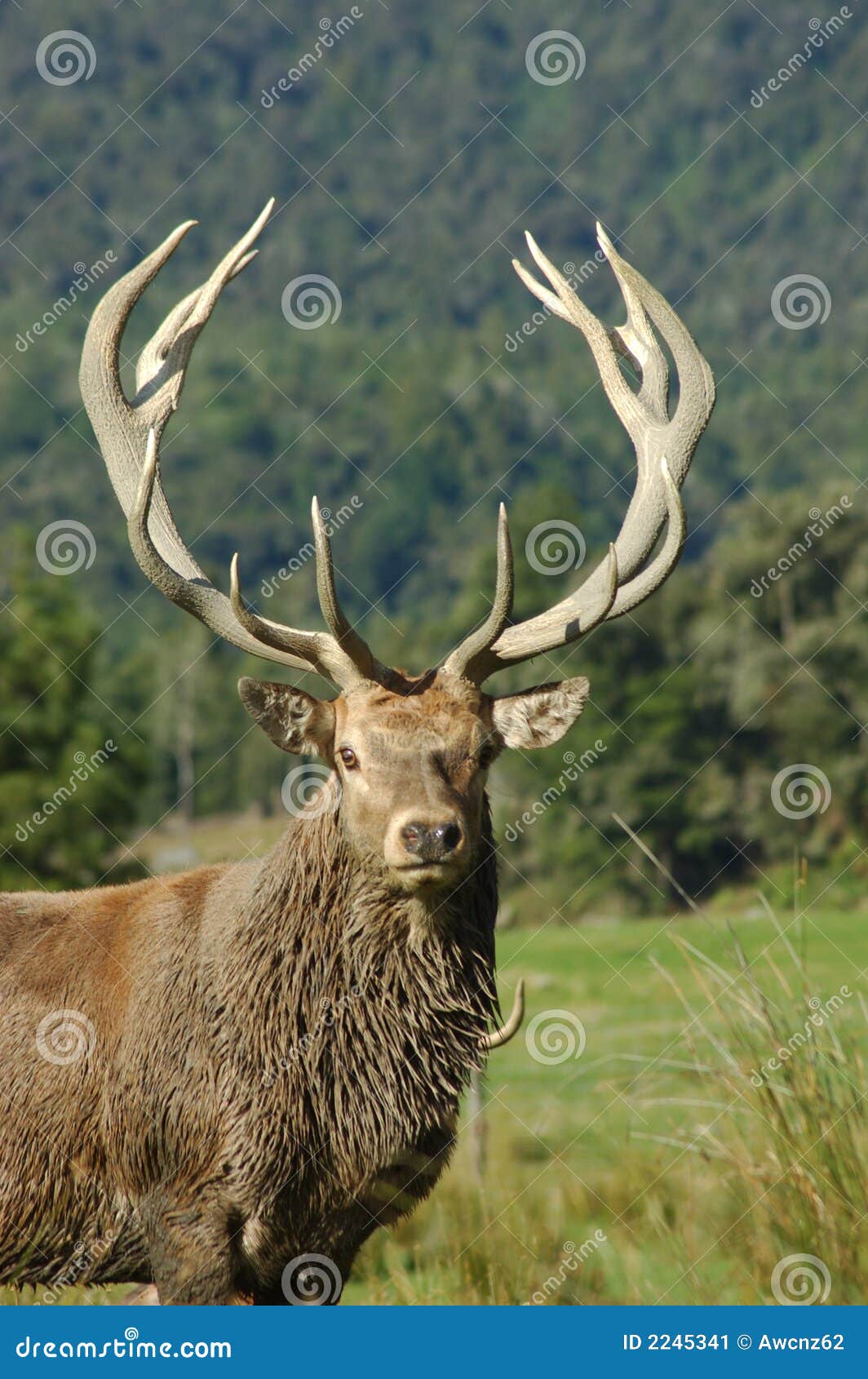 Mighty stag stock image. Image of points, elephus, mammals - 2245341