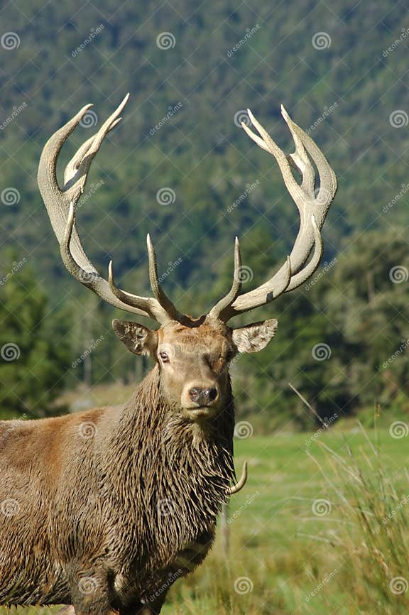 Mighty stag stock image. Image of points, elephus, mammals - 2245341