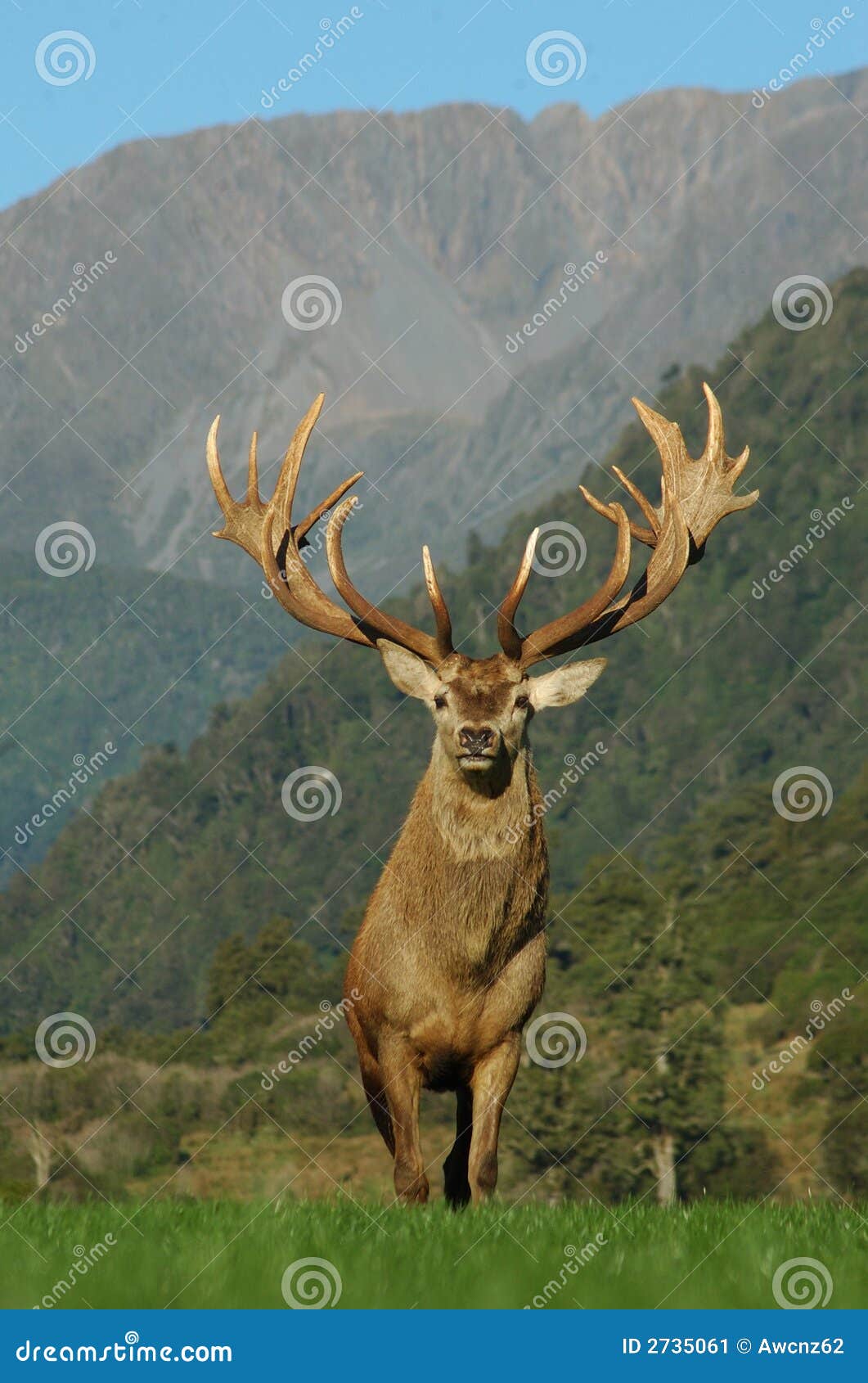 Mighty stag stock image. Image of stags, hard, antler - 2735061