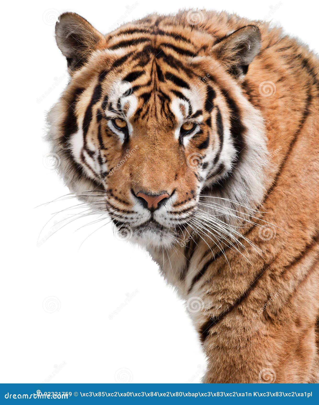 Mighty tiger stock image. Image of feline, fury, animal - 92321759
