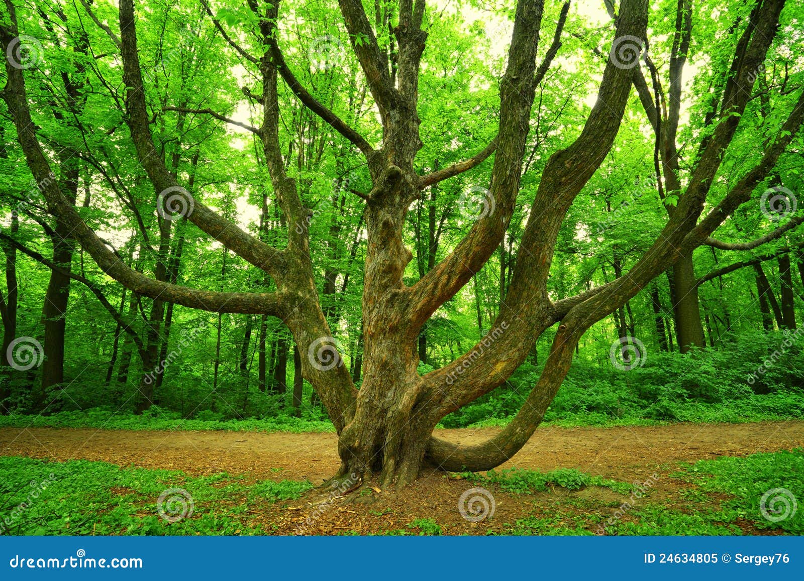 Mighty Tree Royalty-Free Stock Photography | CartoonDealer.com #48928799