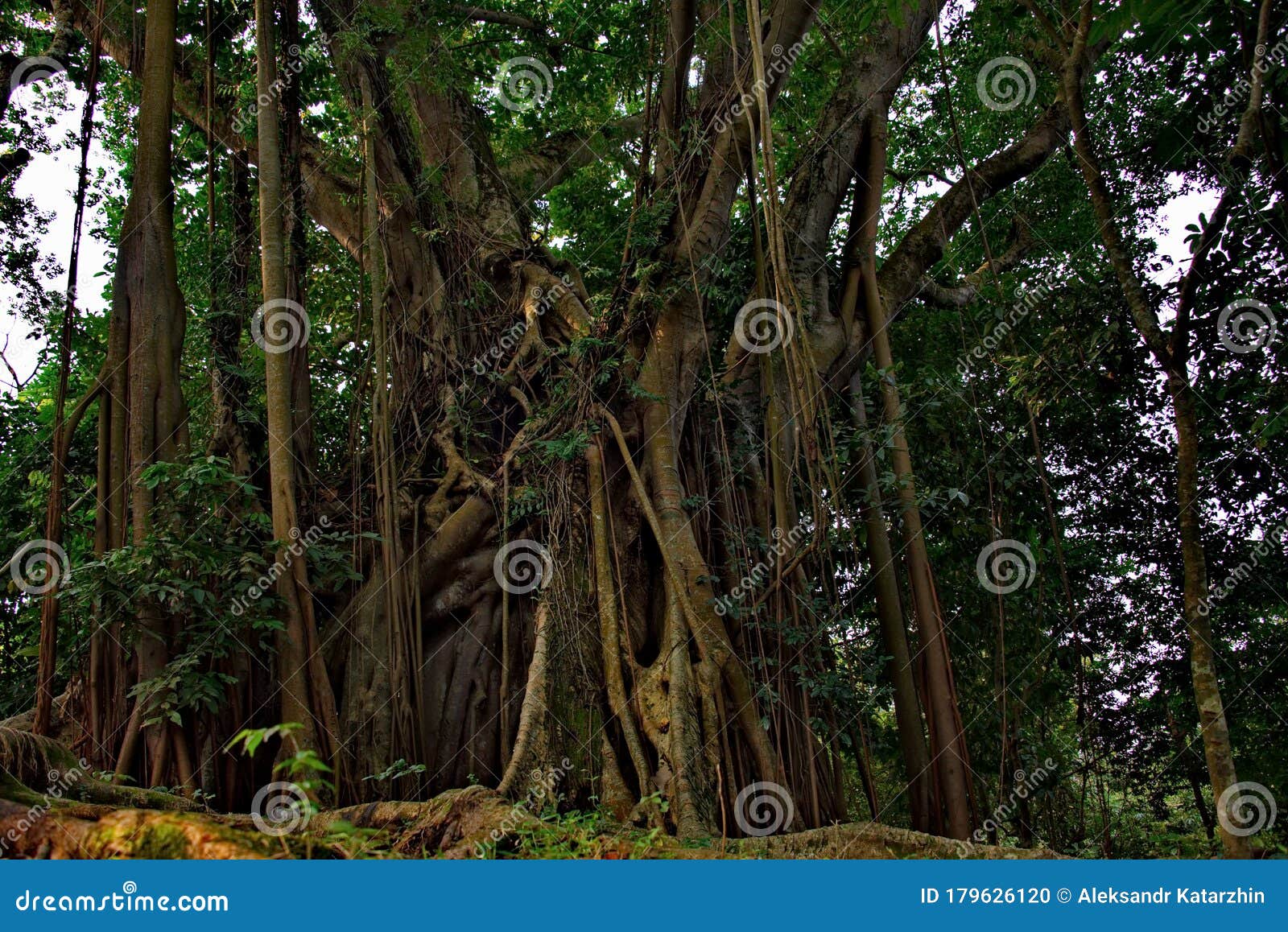 The Mighty Tree of Indian Temples Stock Photo - Image of ancient, state ...