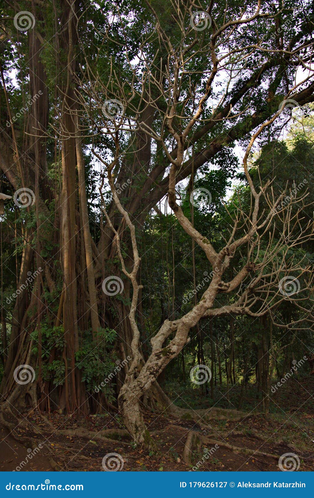 The Mighty Tree of Indian Temples Stock Image - Image of stone, asia ...