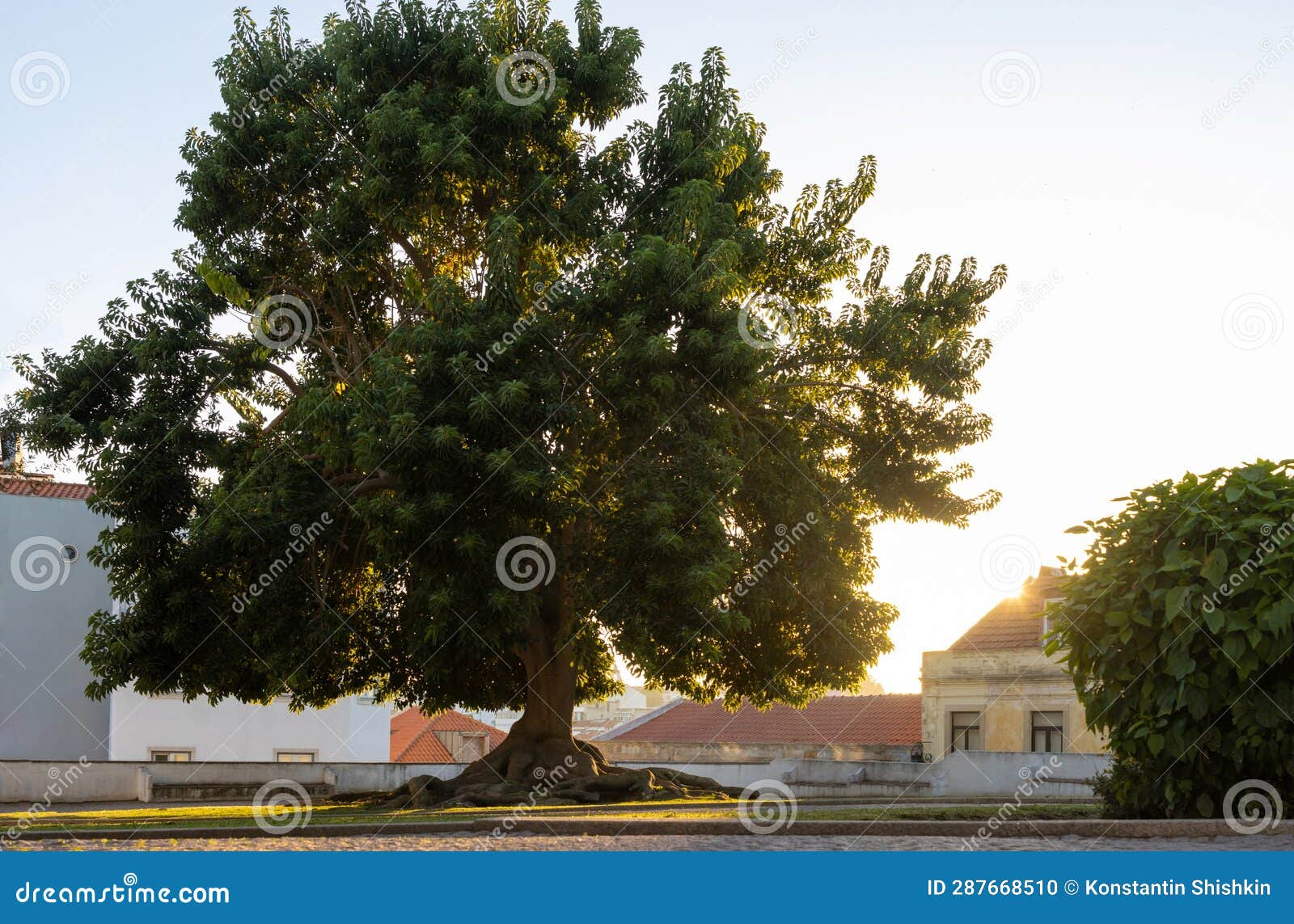 A Mighty Tree with Powerful Roots in the Park Stock Photo - Image of ...