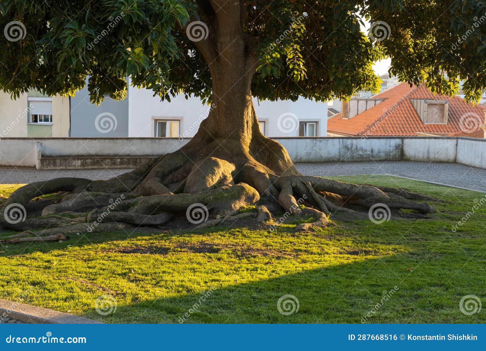 A Mighty Tree with Powerful Thick Roots in the Park Stock Photo - Image ...