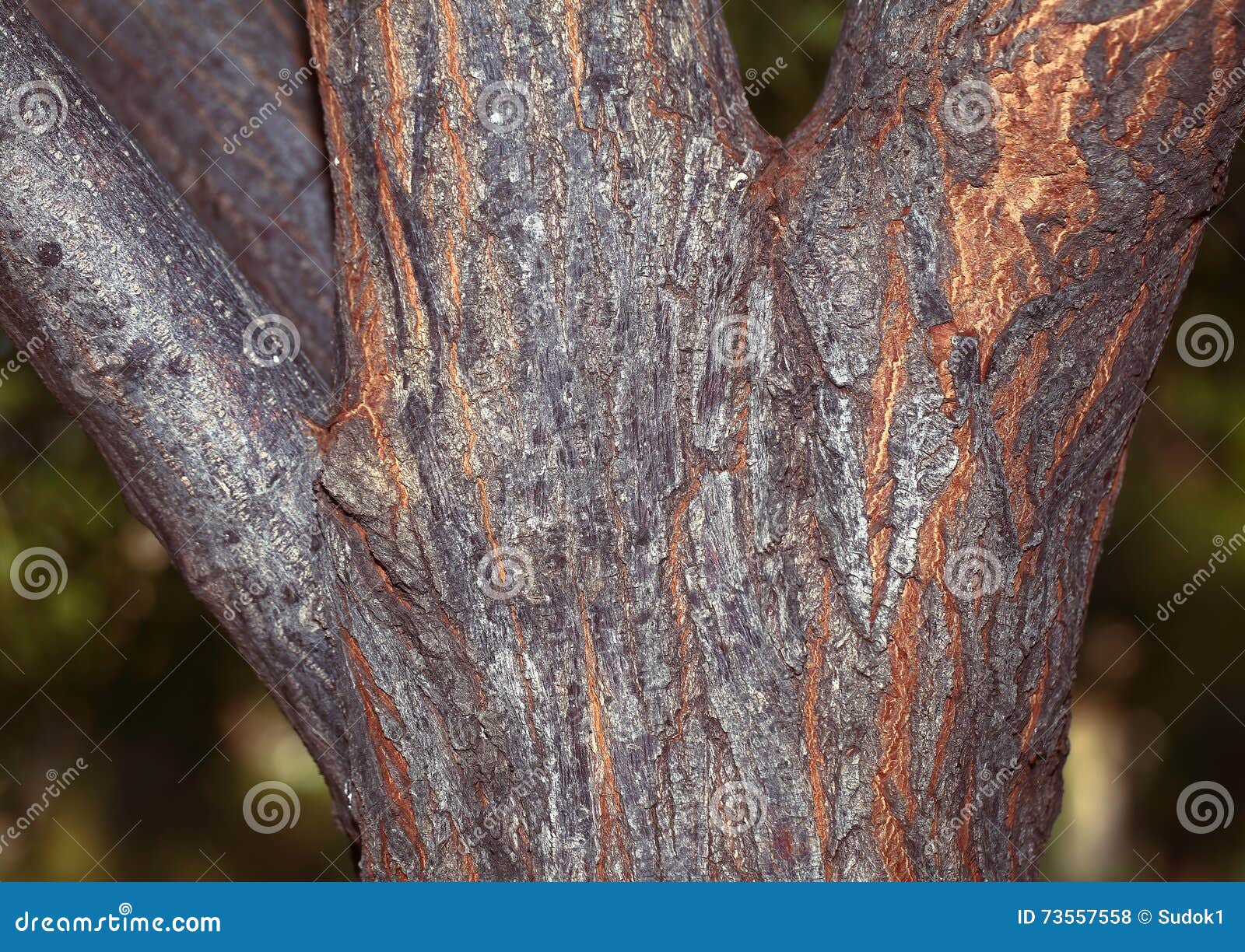 Mighty Tree with a Split Trunk Stock Photo - Image of copy, foliage ...